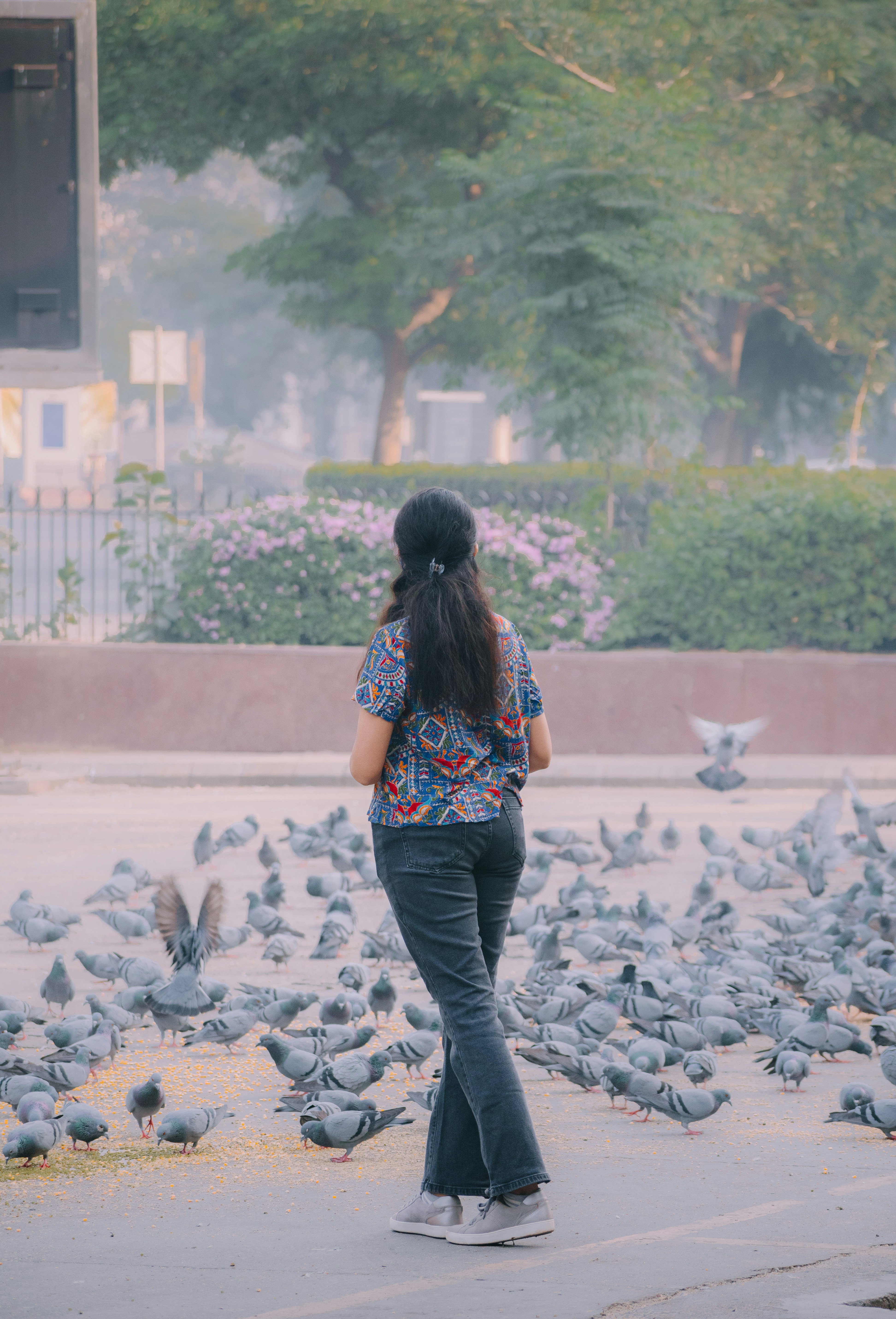 A person standing in front of a flock of pigeons photo – Free Person ...