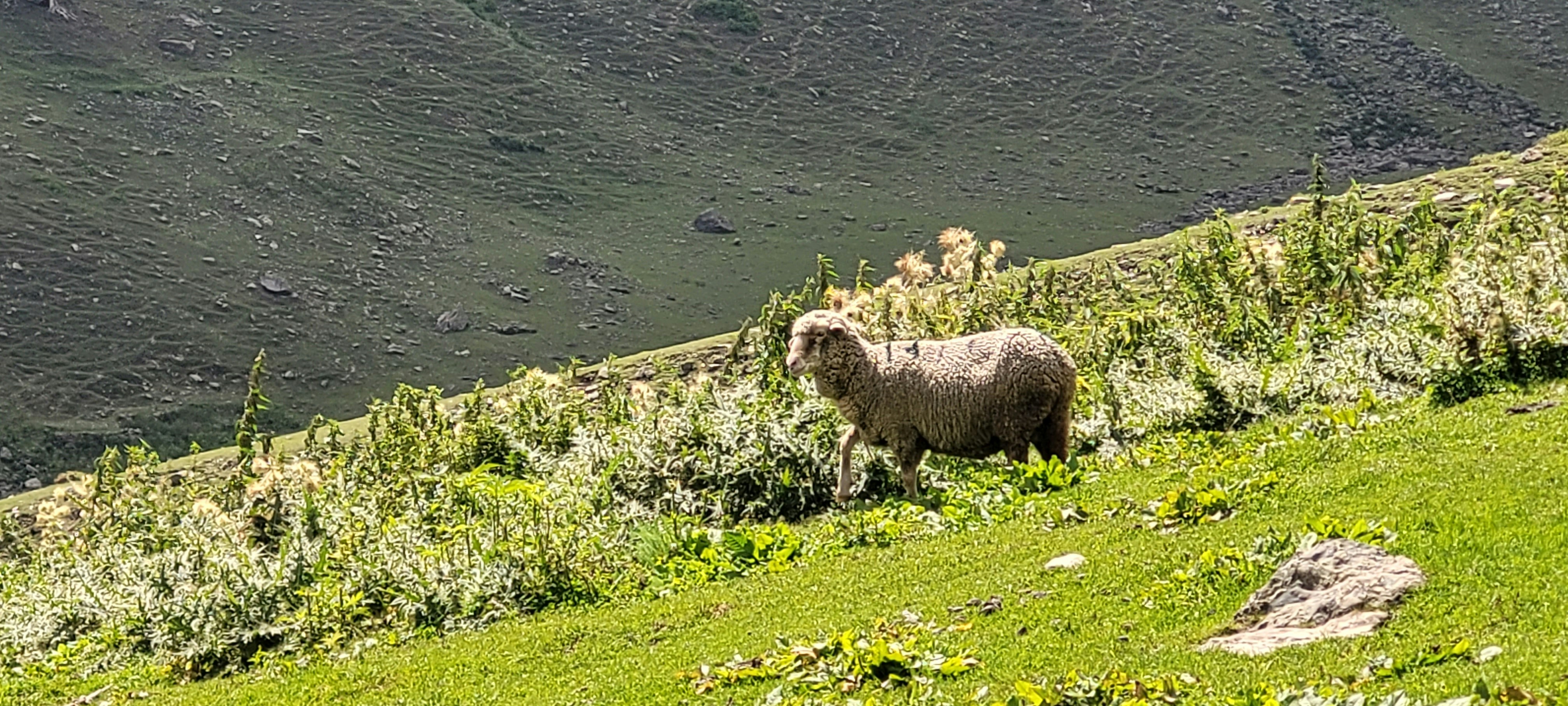 Alpine Meadow Sentinel: A lone sheep on sunlit slopes