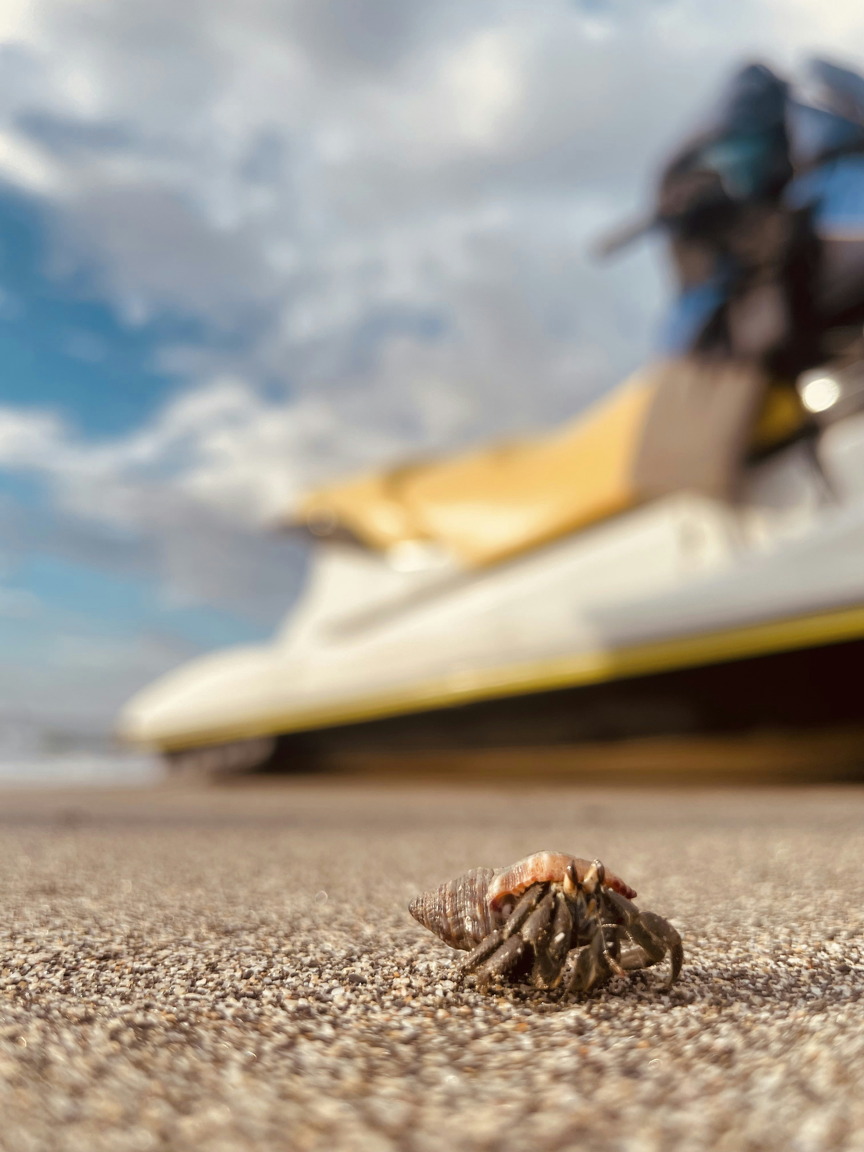a crab on the beach