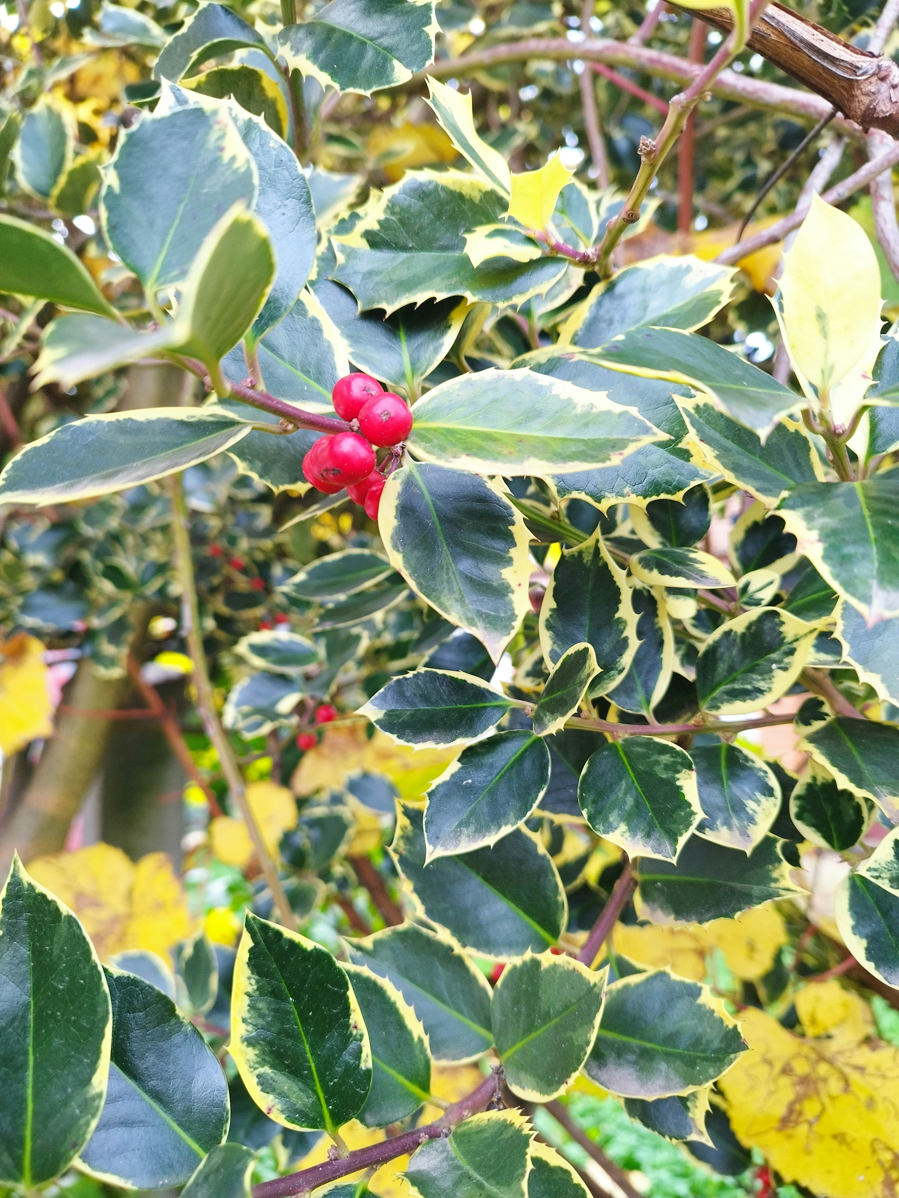 Crimson Berries Amid Variegated Foliage