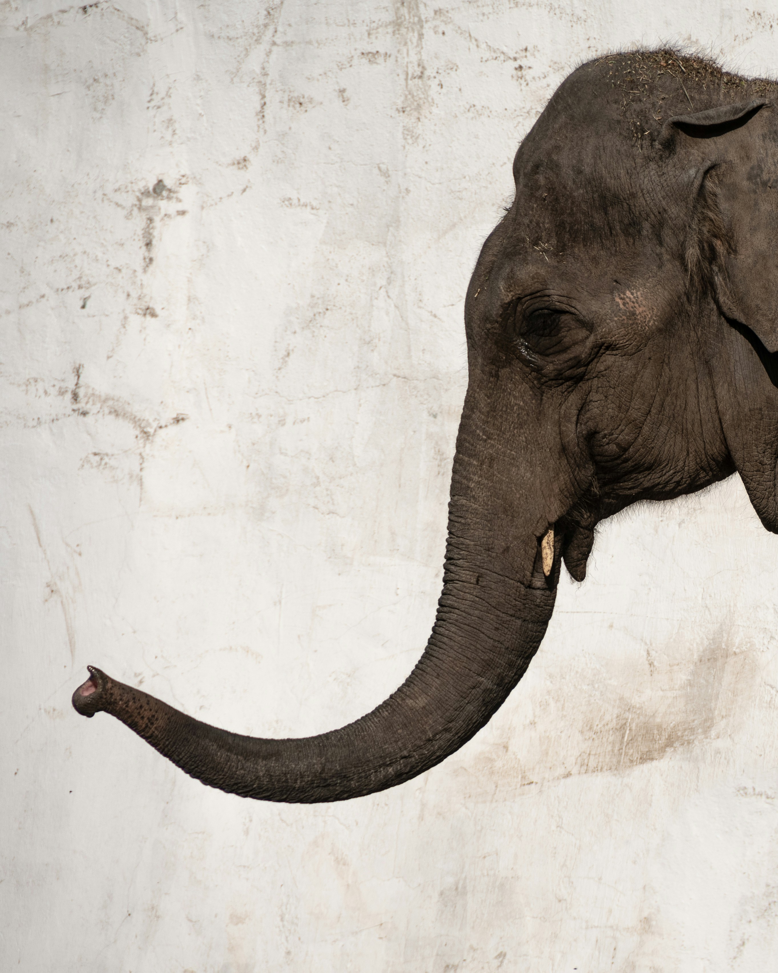 An elephant with its trunk up photo – Free Elephant Image on Unsplash