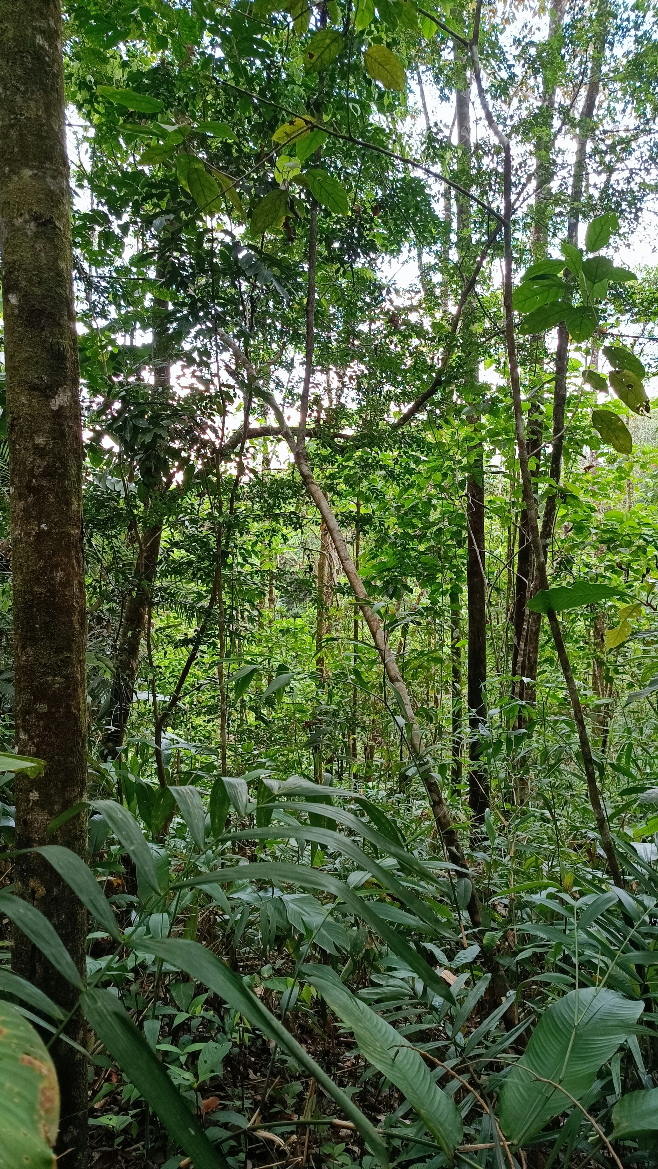 Photo by Dieny Portinanni with Xiaomi Mi 11T