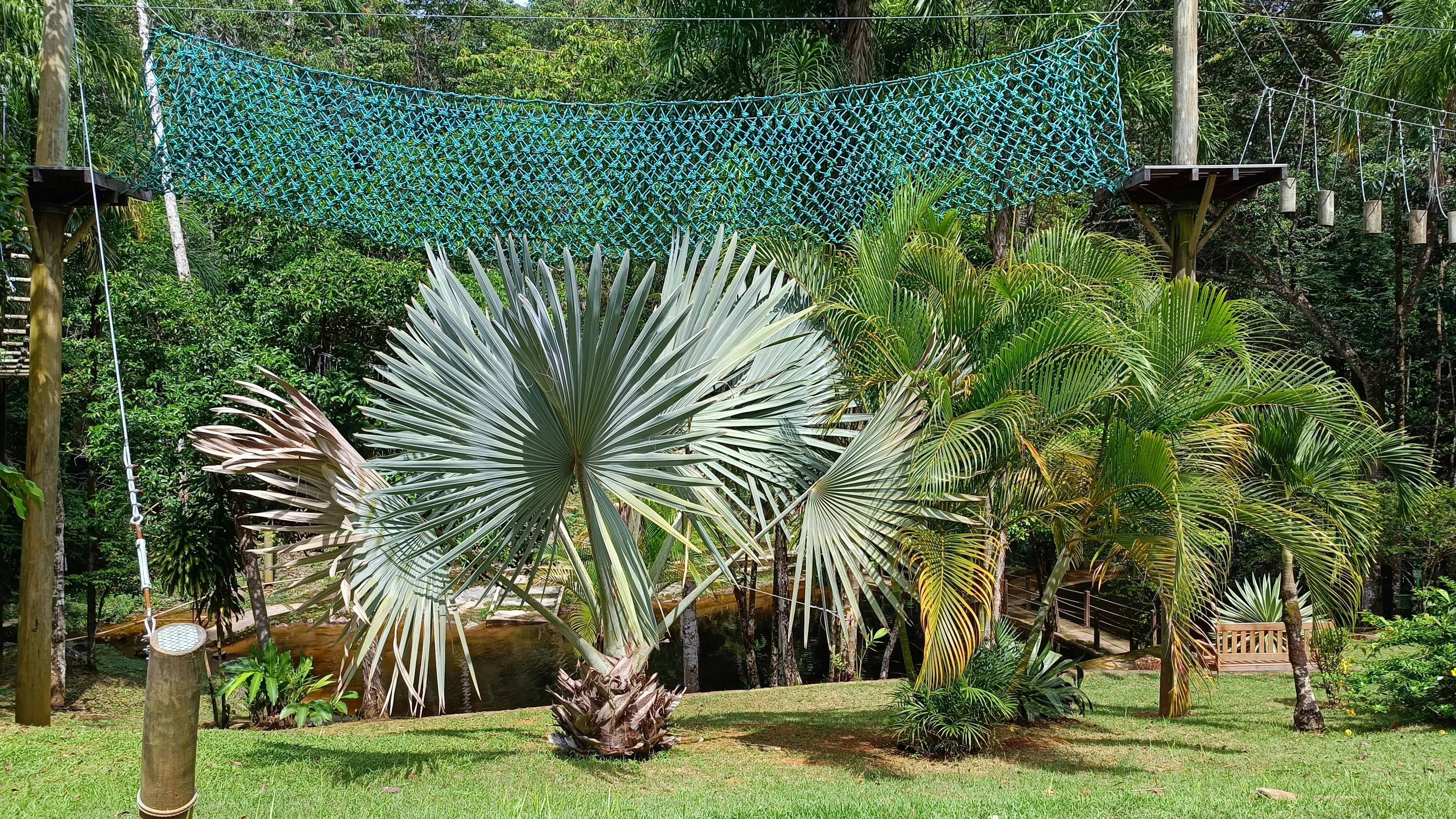 Sunlit garden scene with a prominent fan palm at center, framed by a blue-green rope-net canopy and wooden platforms.
