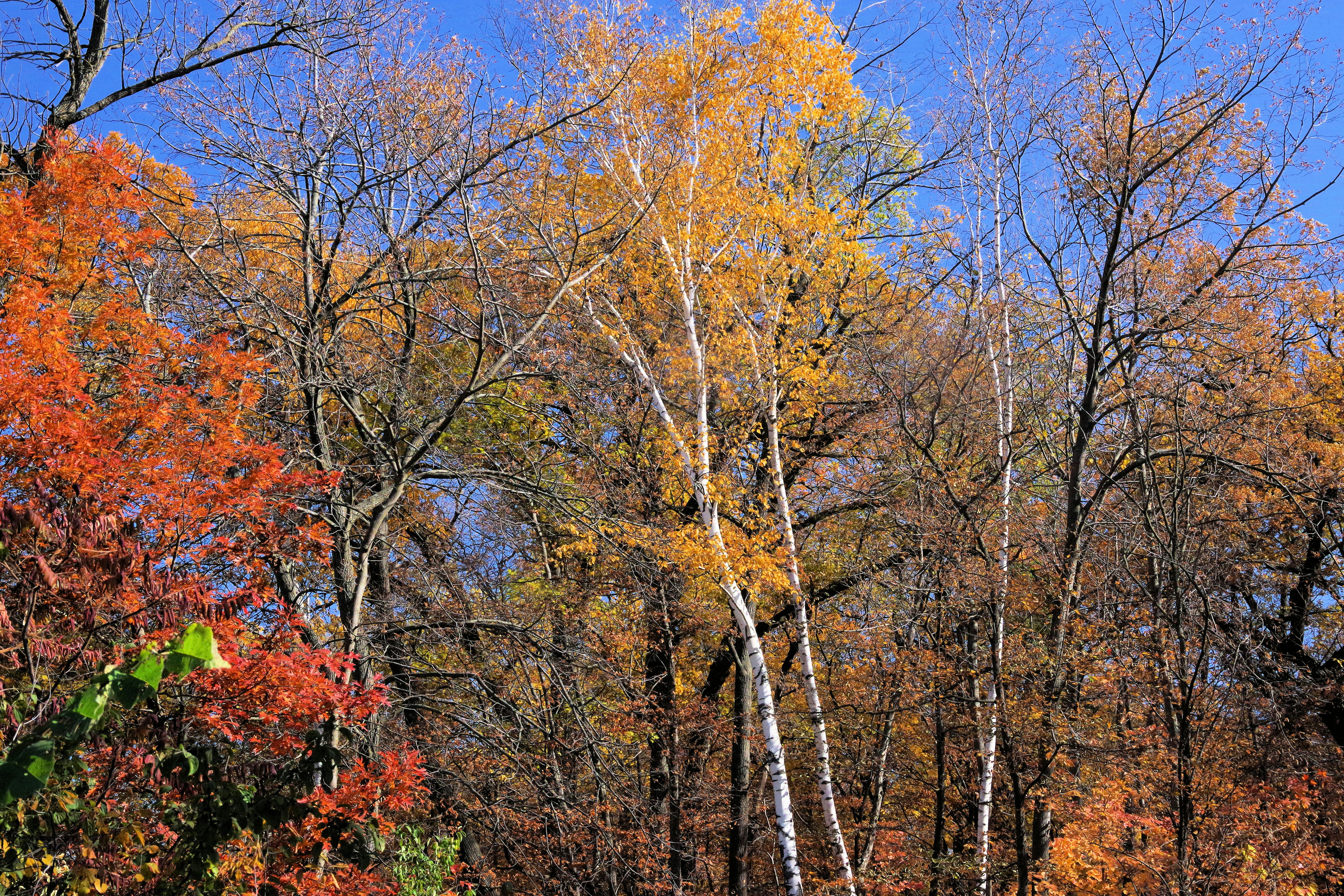 Vibrant autumn foliage featuring a mix of fiery reds, deep oranges, and golden yellows against a clear blue sky.