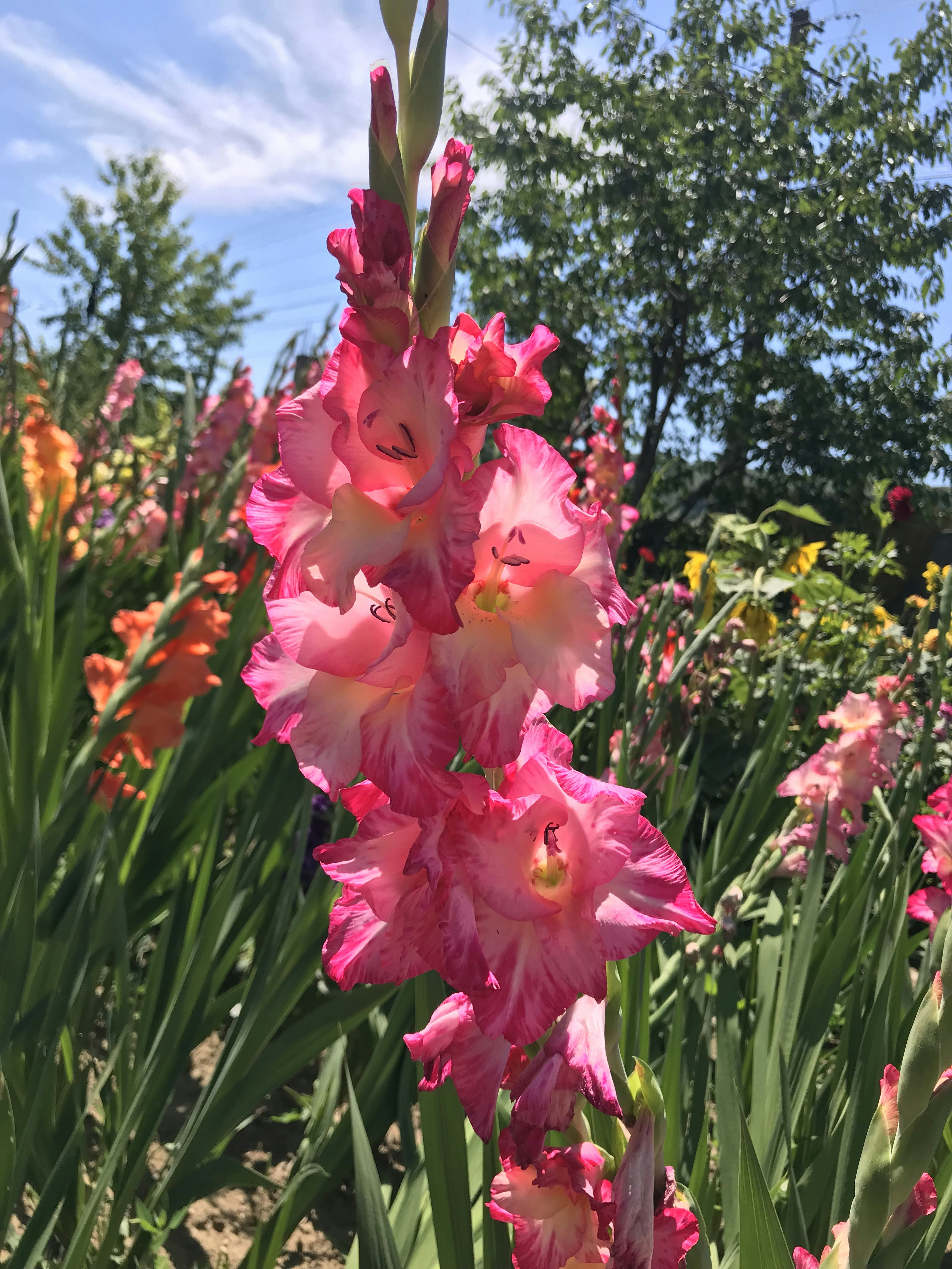 A close-up of some flowers photo – Free Dolhasca 727170 Image on Unsplash