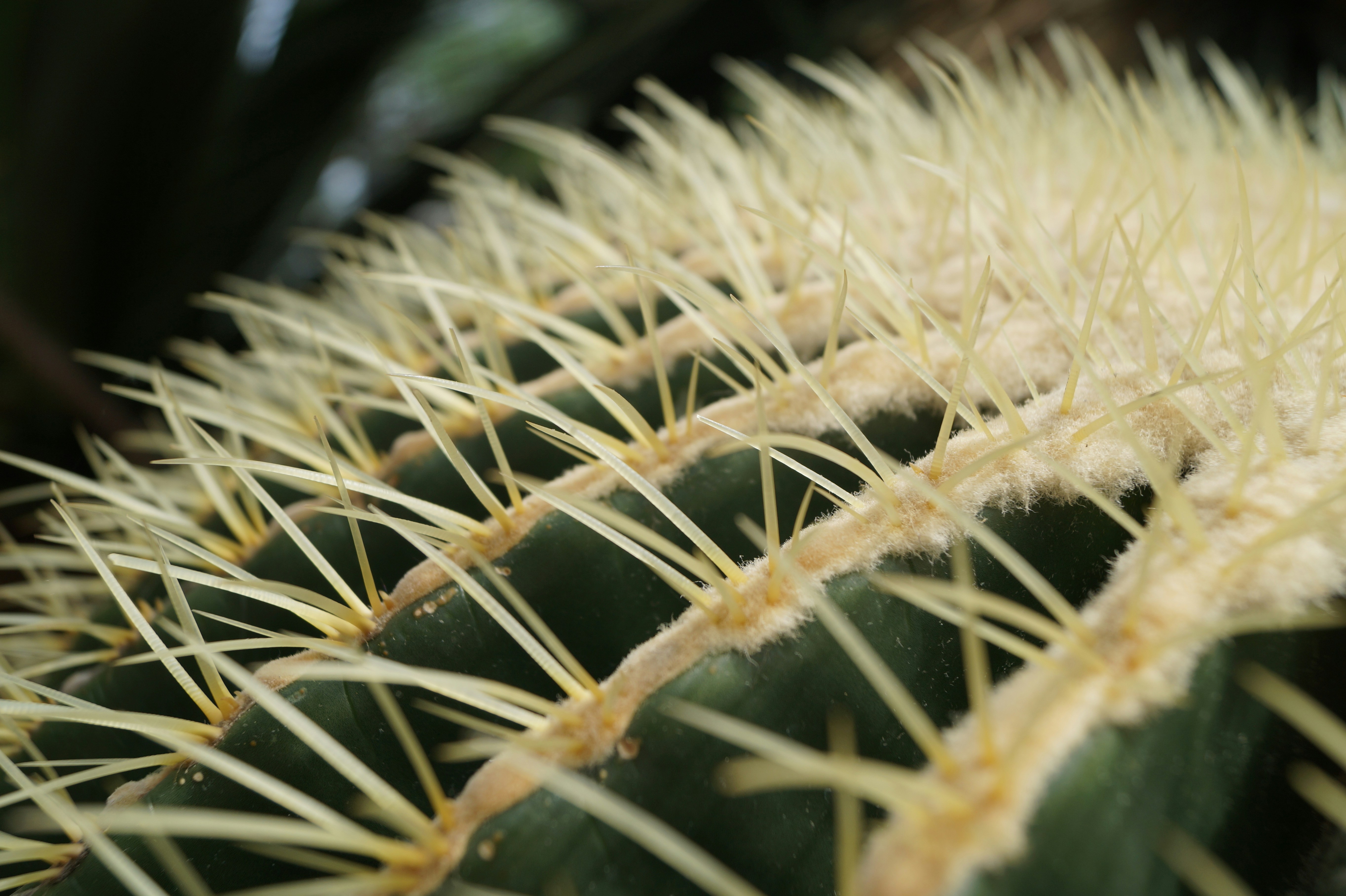 Close-up view of a cactus spine structure showcasing its unique texture and form. The image highlights the intricate details of nature's protective features.