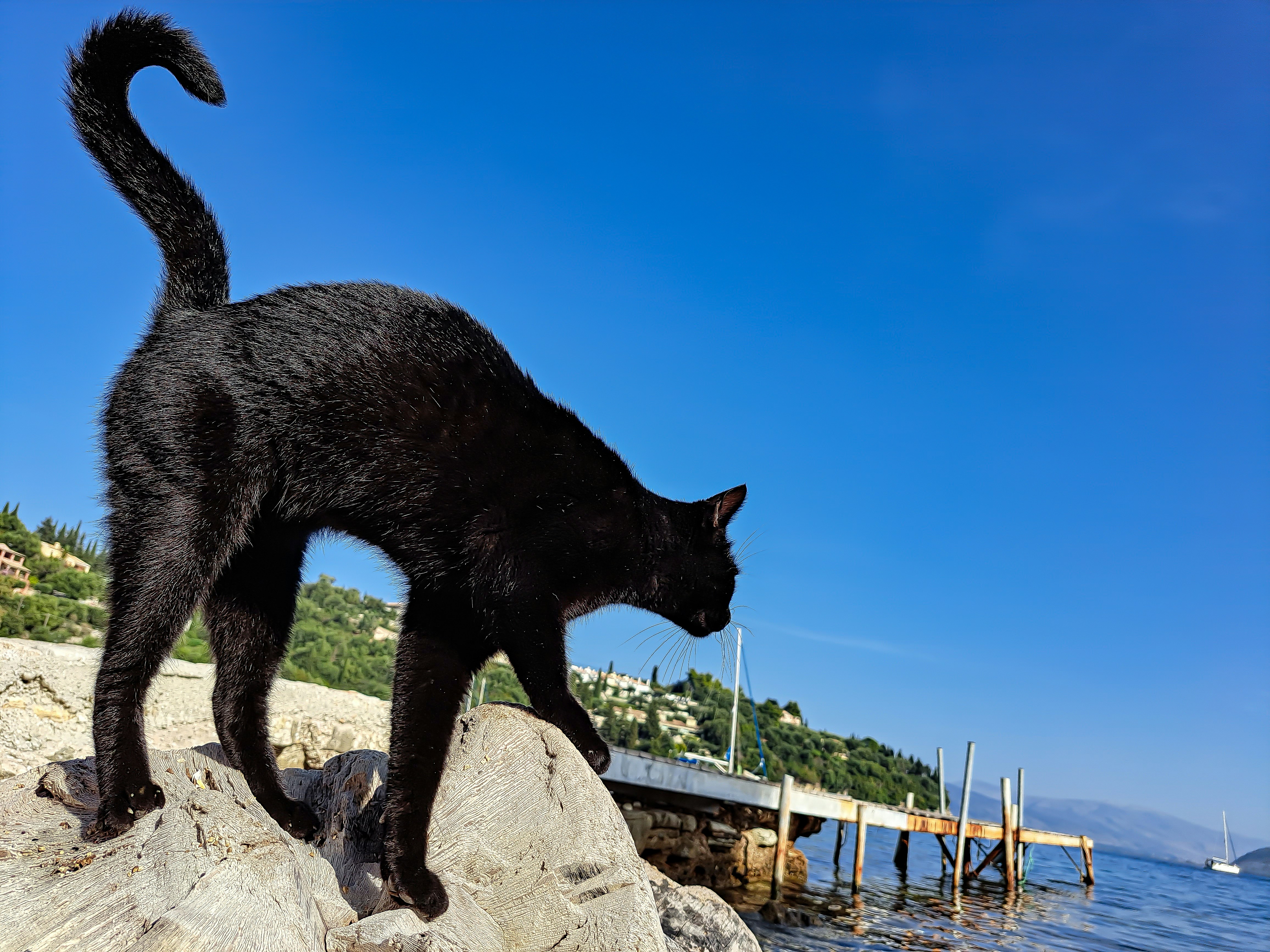 Watchful on the Rock: A Black Cat Statue by the Sunny Marina