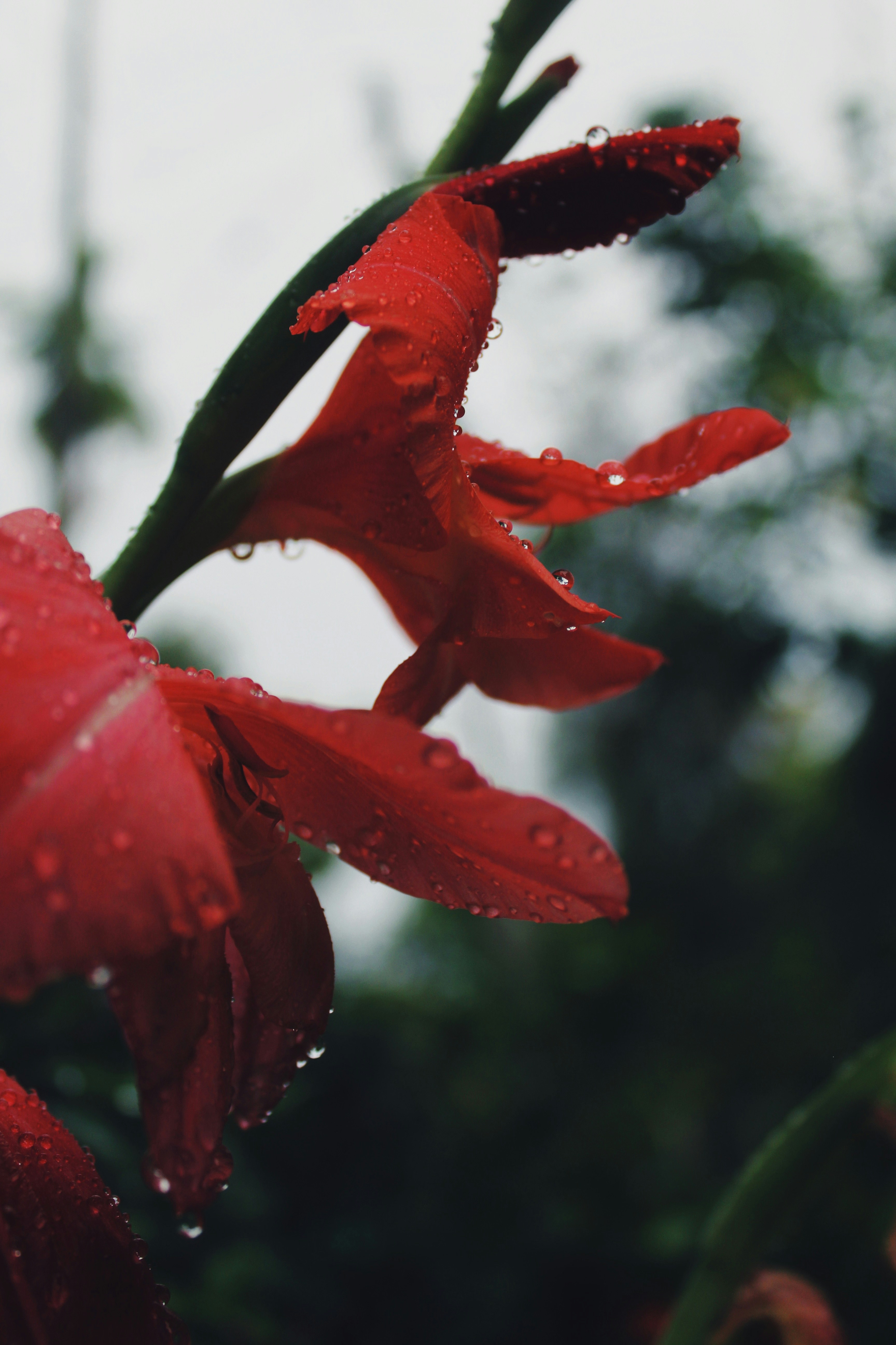 Dew-kissed Red Petals in a Quiet Macro Moment