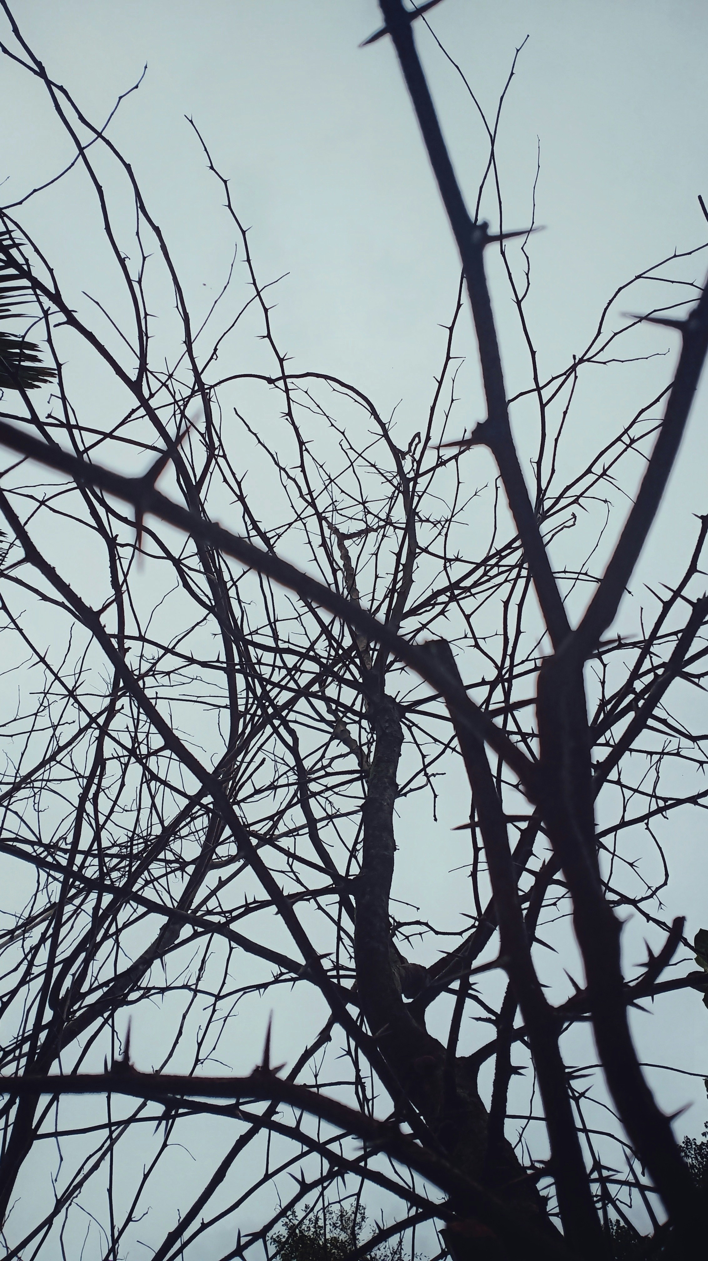 A tangled array of bare branches reaching skyward, silhouetted against a gray, cloudy backdrop.