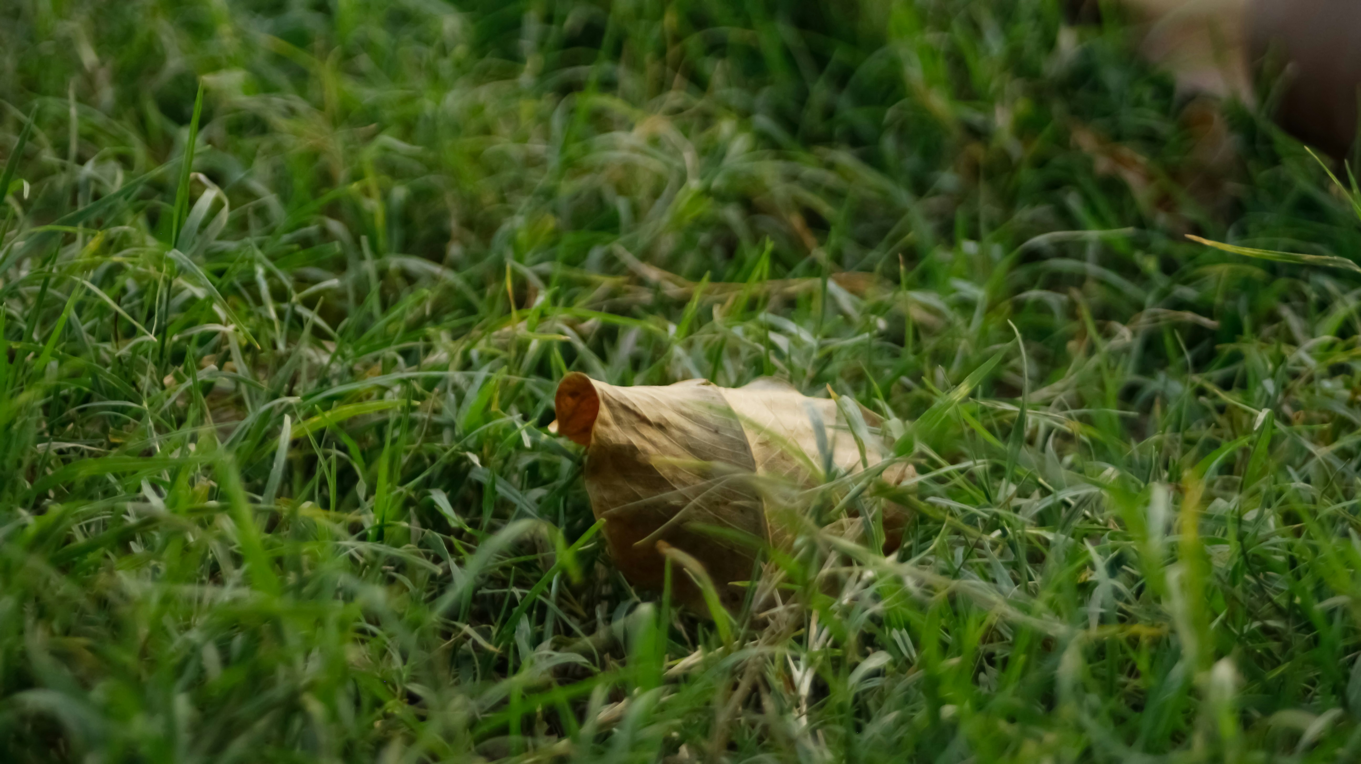 Lone Brown Leaf Anchored in a Sea of Green