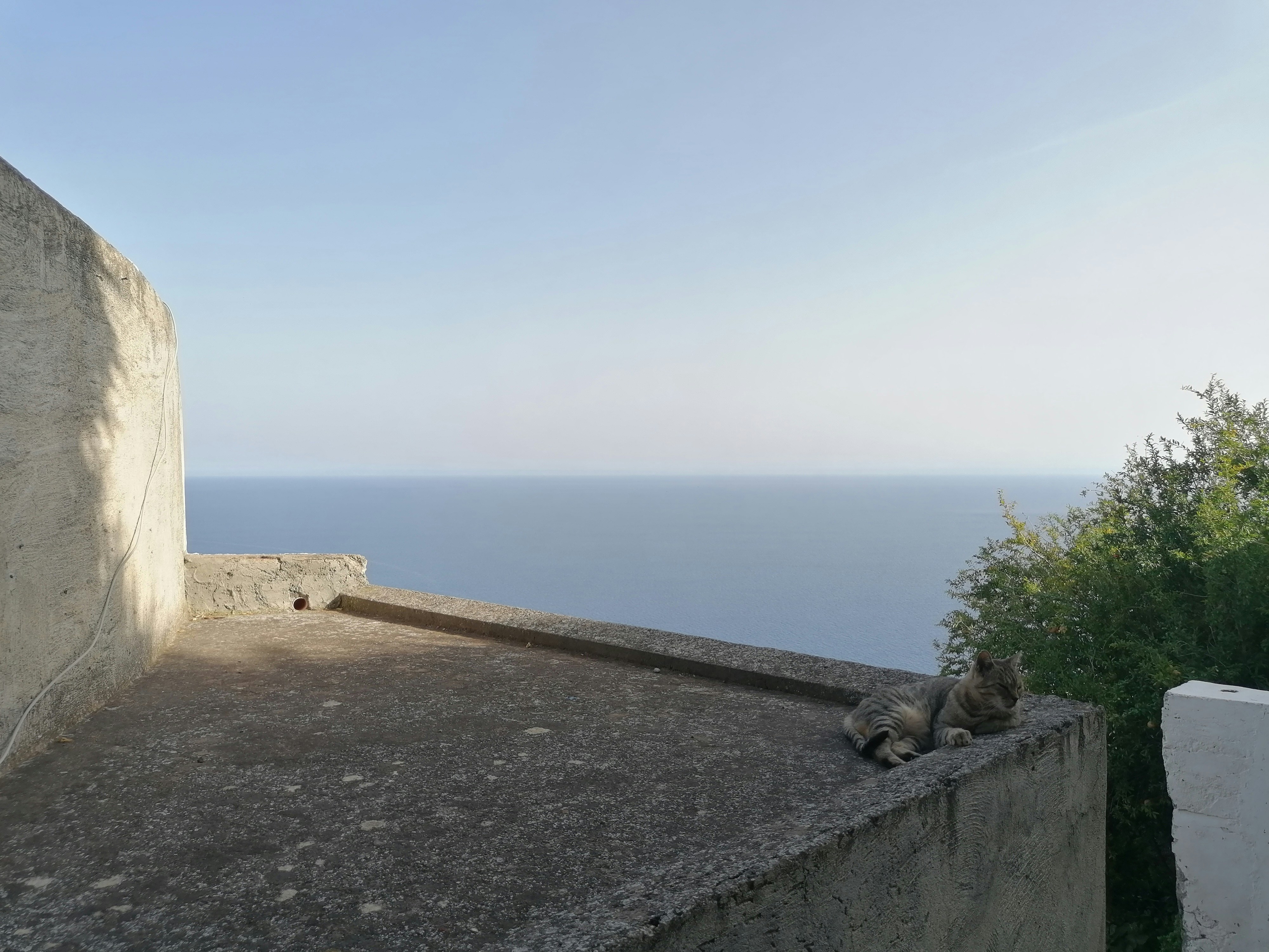 Sea-Edge Sentinel: A Cat Watches the Horizon from a Coastal Terrace