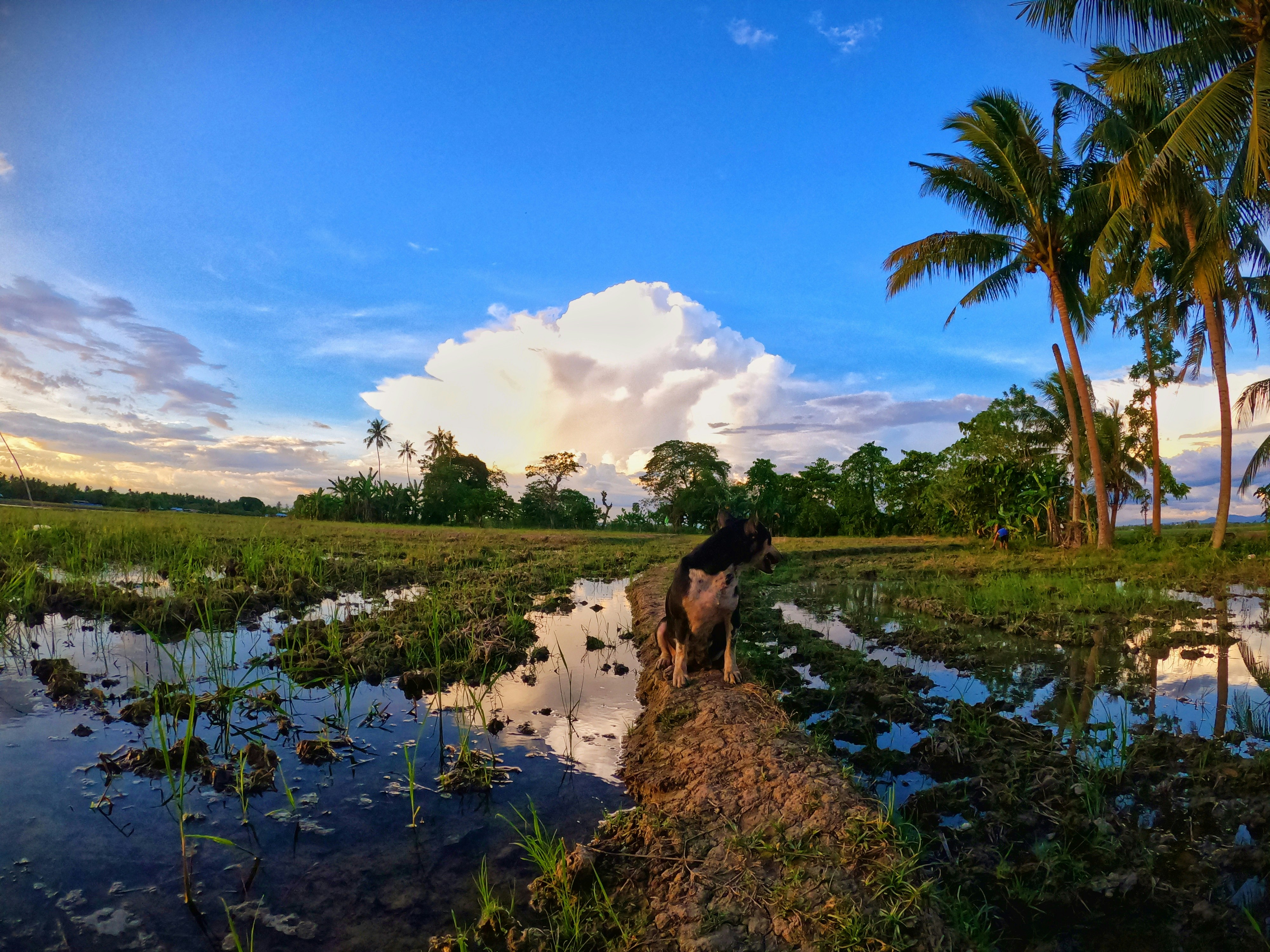 Dog standing on a narrow path amidst waterlogged fields beneath a vibrant blue sky with towering clouds.