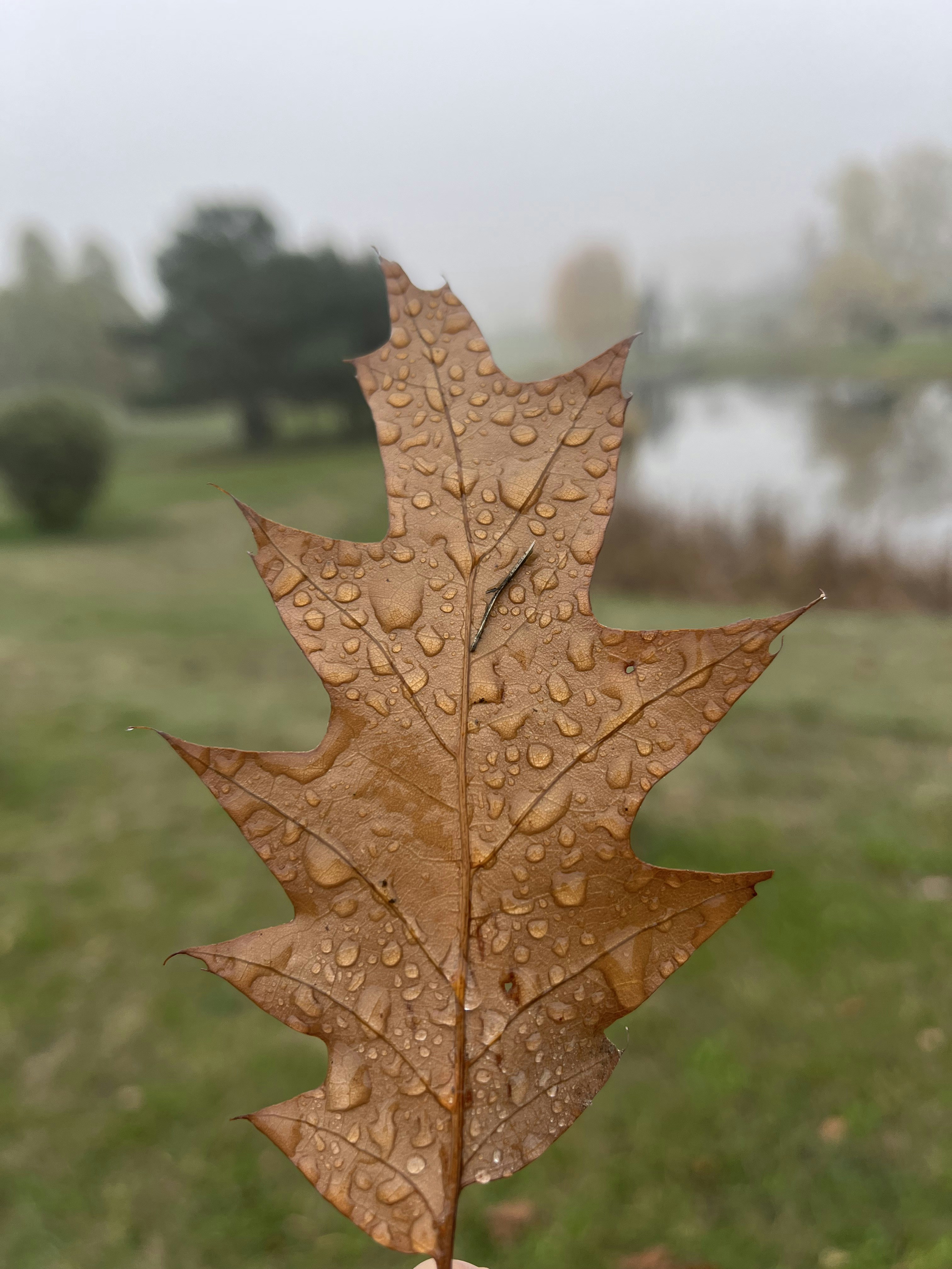 a close up of a leaf