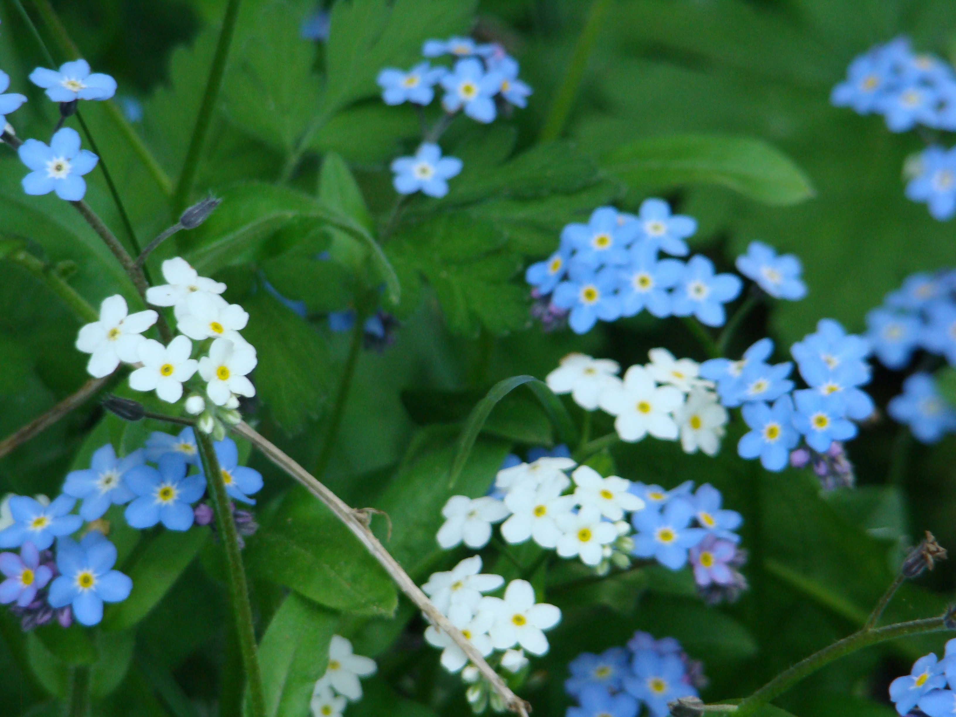 Photo by Emma Rath with Sony Cyber-shot H9