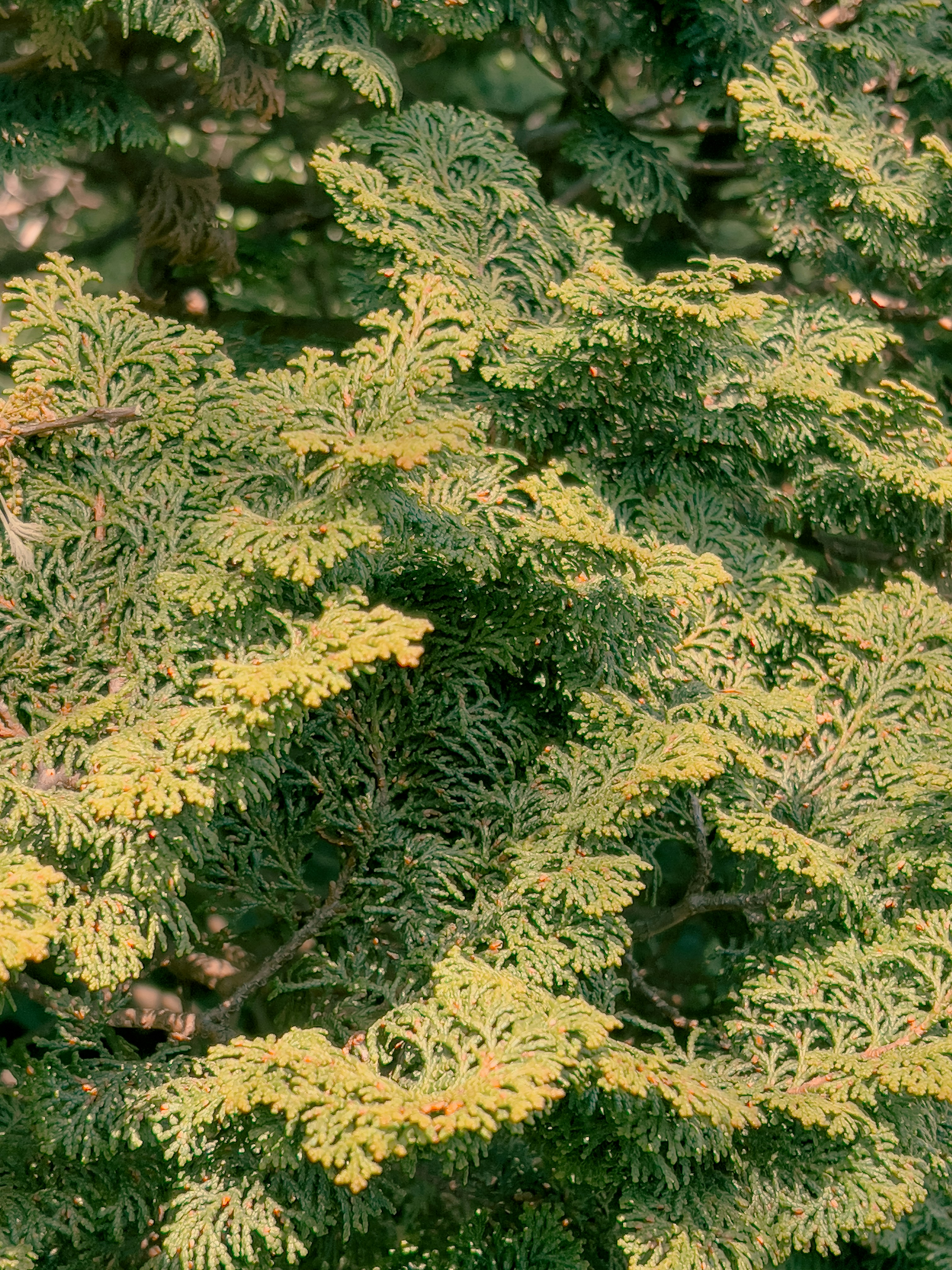 Golden Hues of Evergreen Foliage
