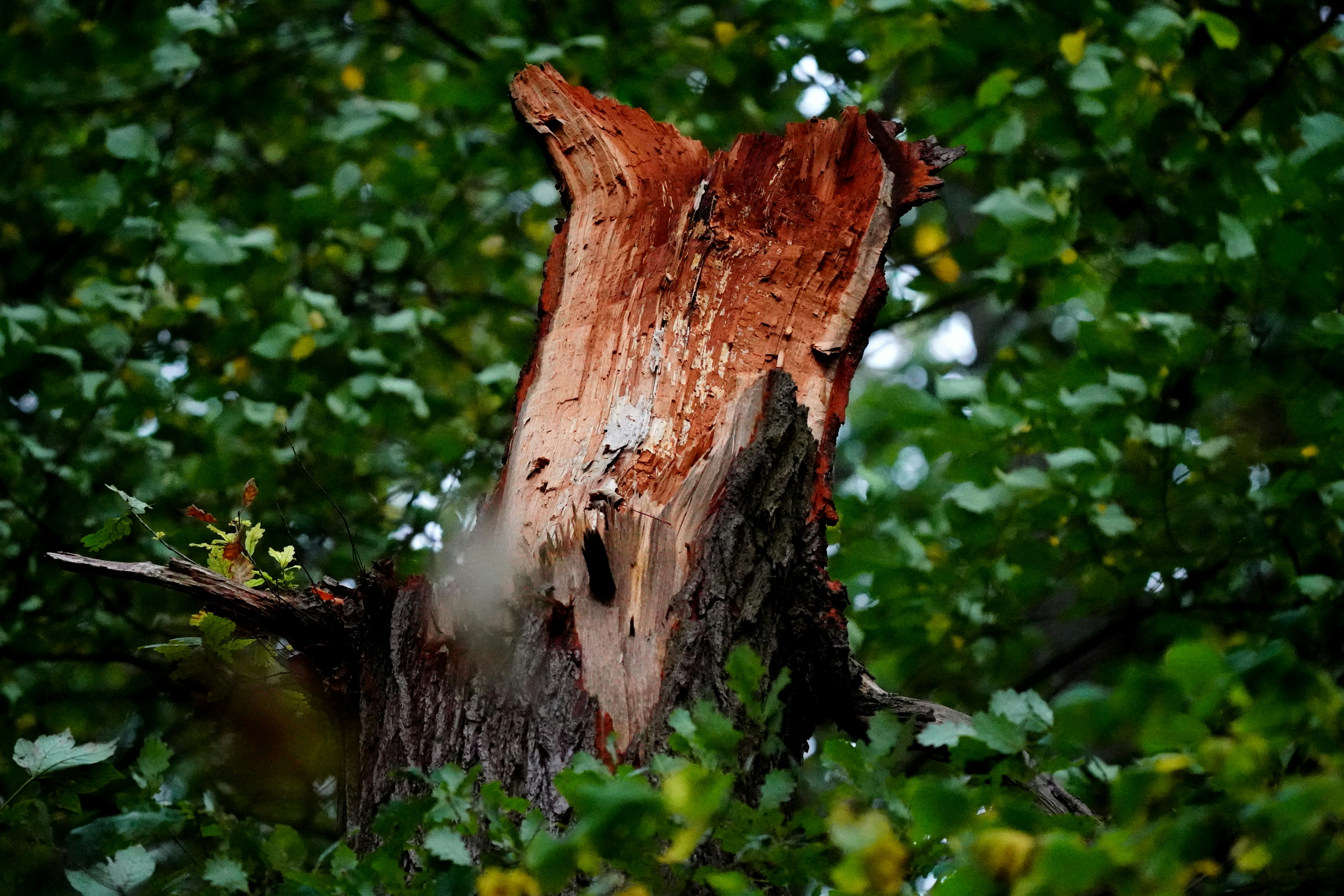 Charred Crown Emerging from a Lush Forest Understory