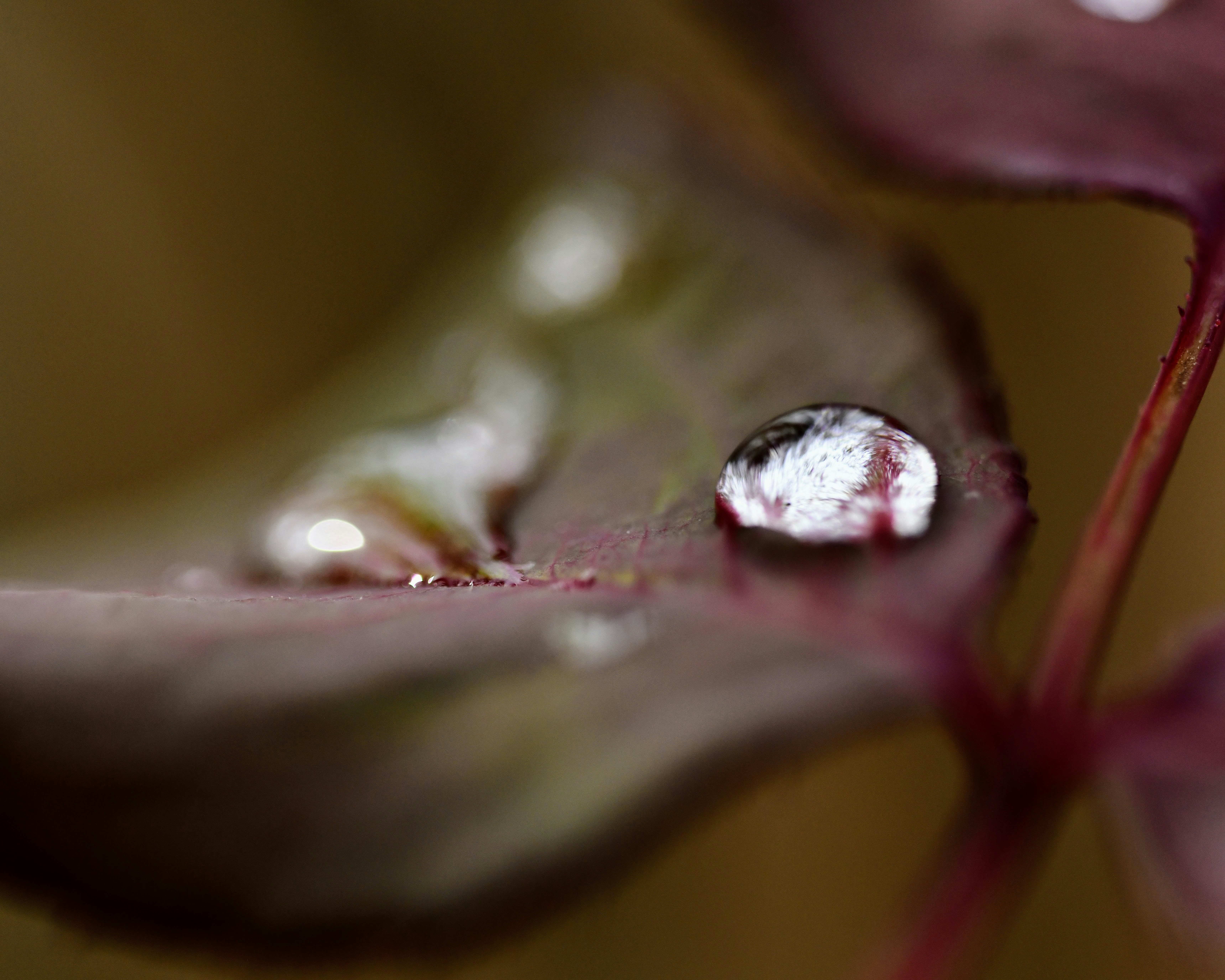 I captured these drops of water after the first rain of the winter.