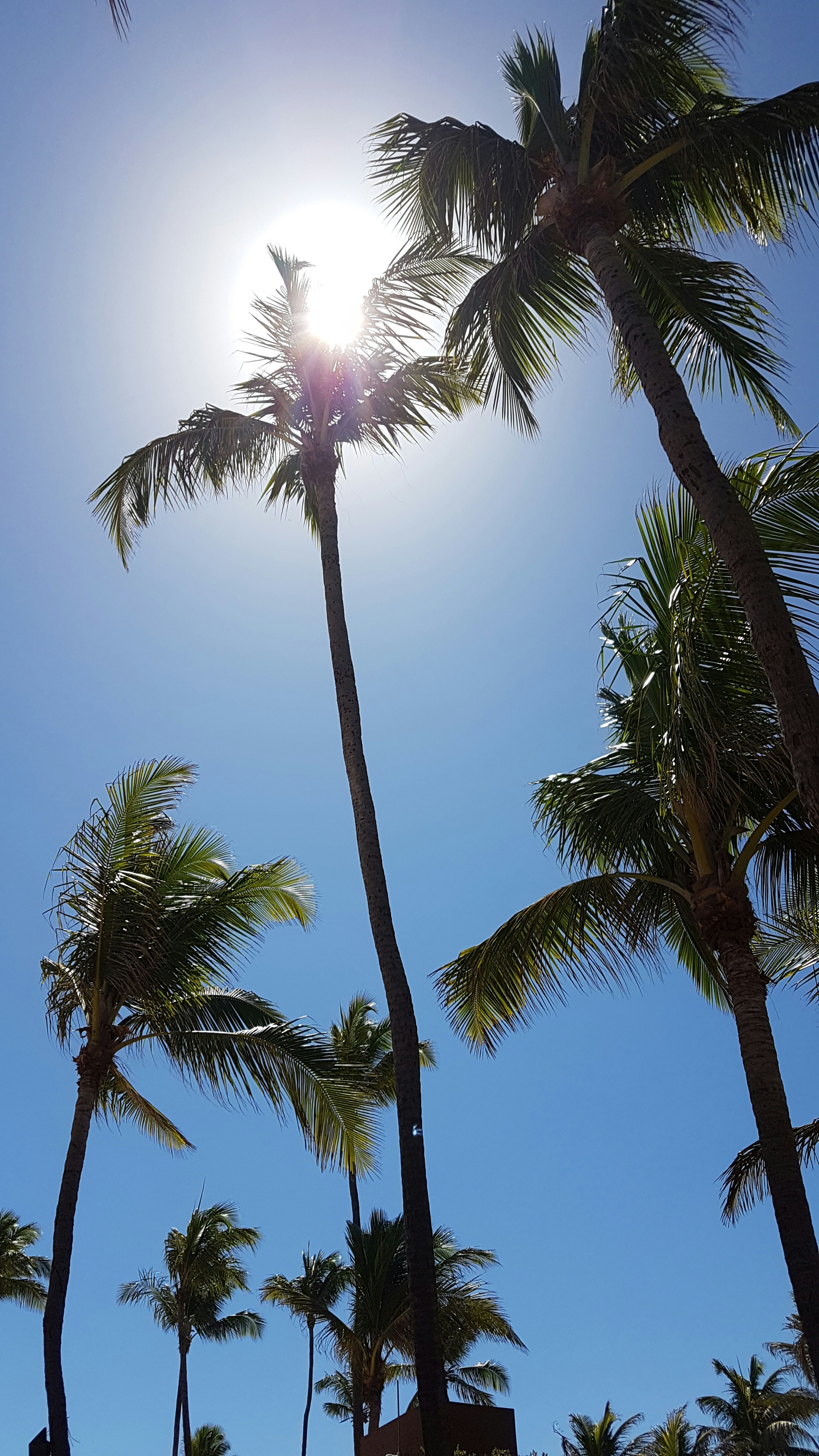Tropical Silhouettes Against a Radiant Sky
