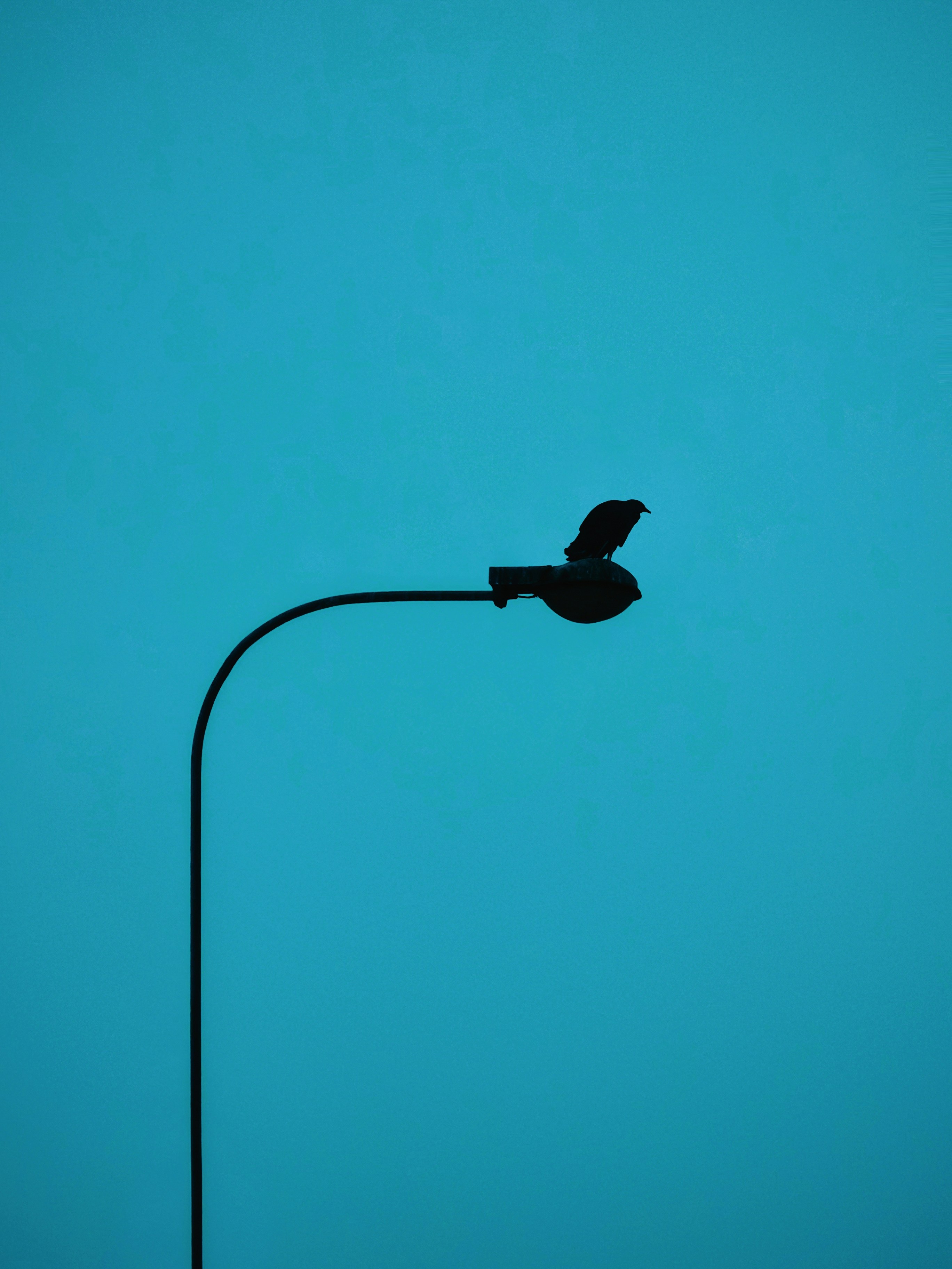 a bird sitting on a lamp post