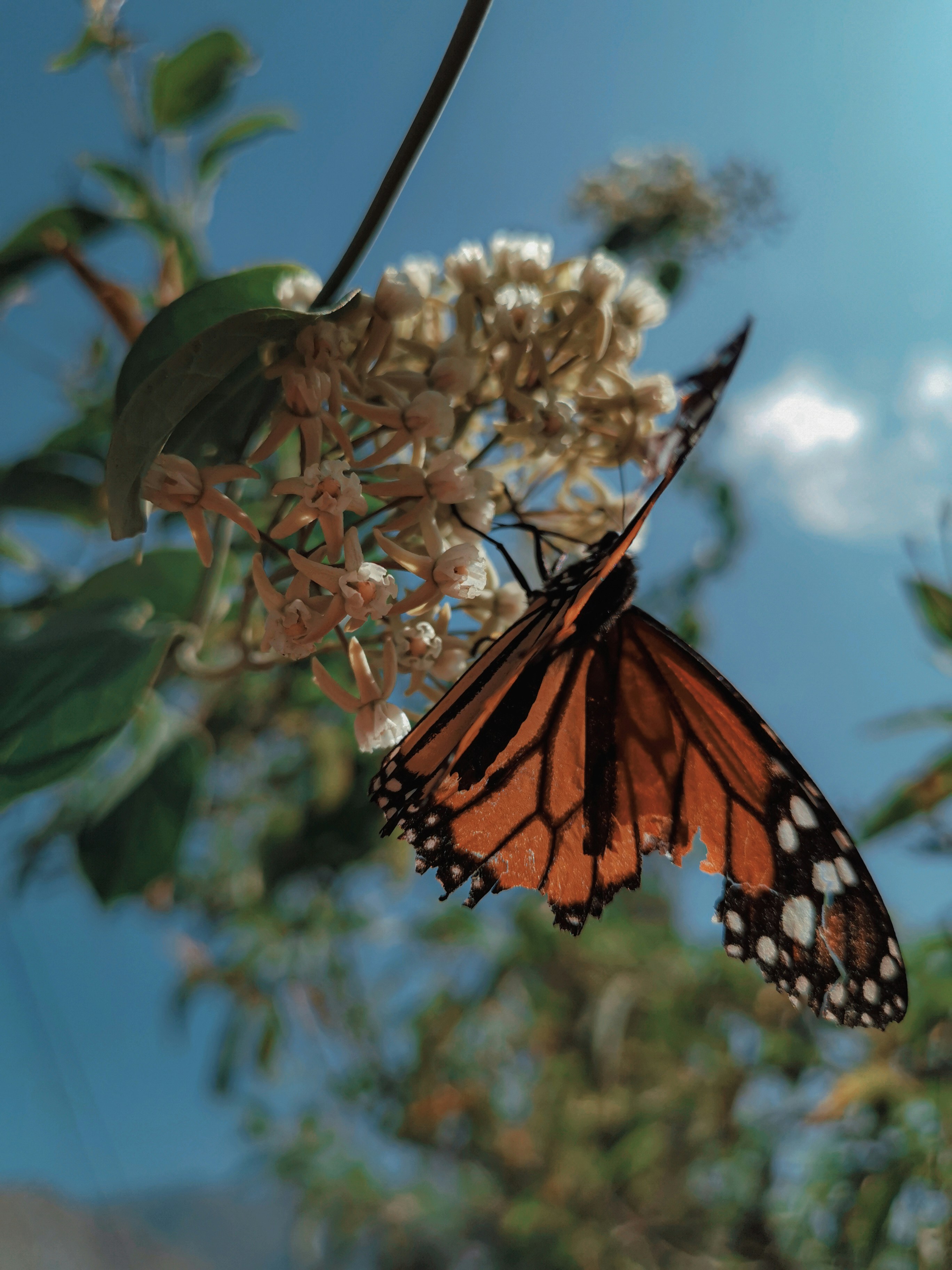 Monarch on a Bloom: a micro-world framed by cobalt sky