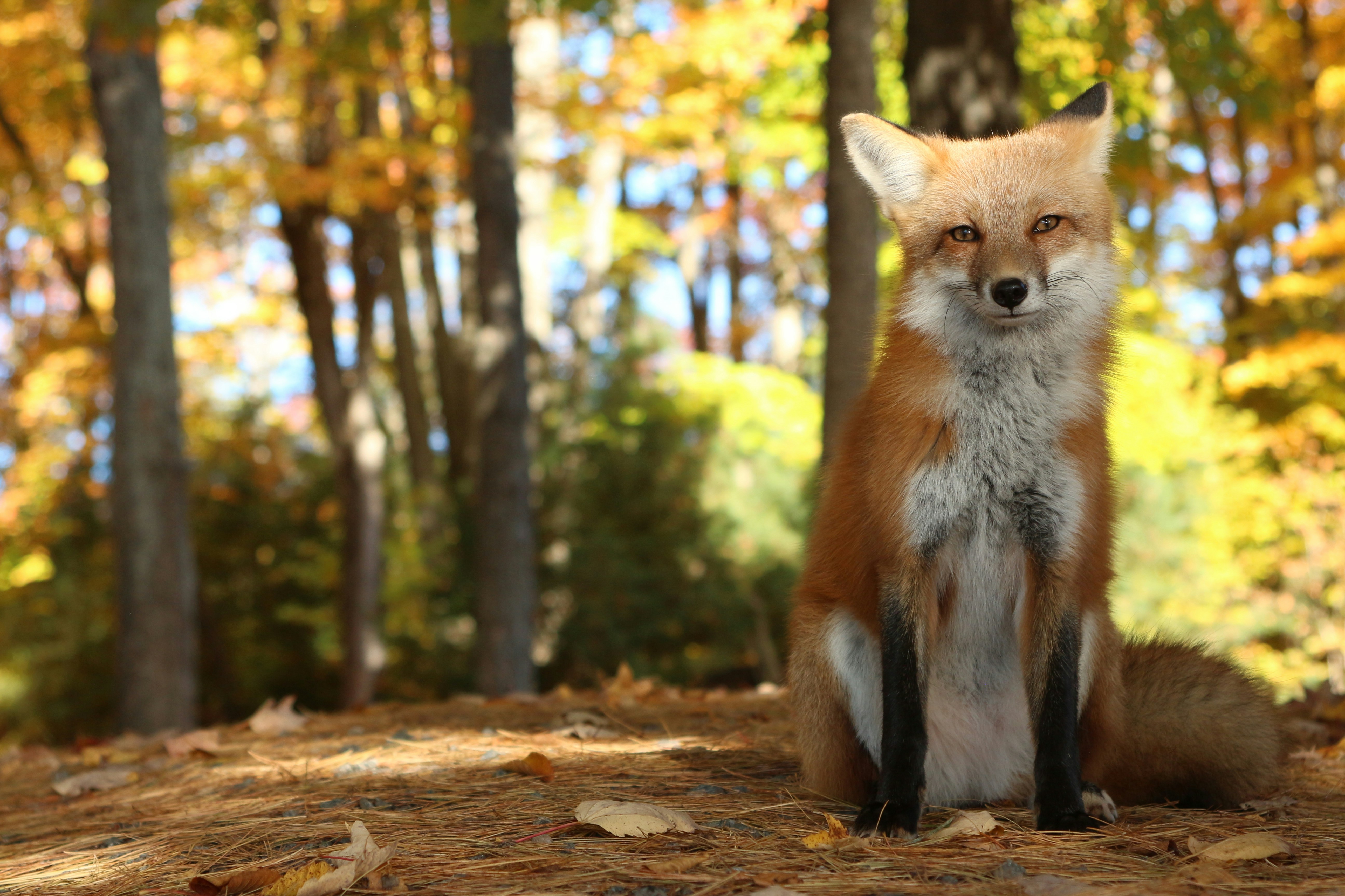 A fox sitting on a log photo – Free Mammal Image on Unsplash