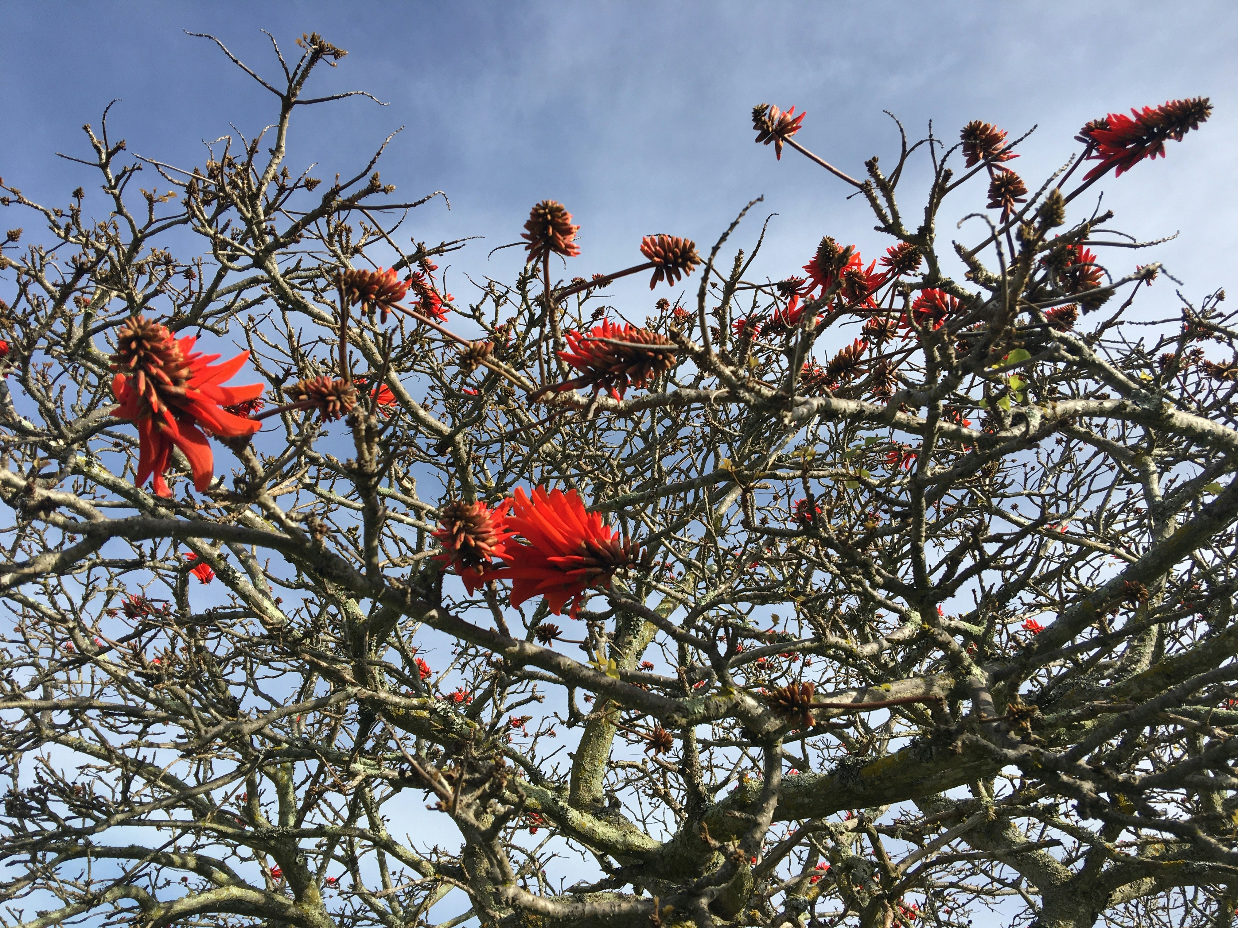 Un arbre aux fleurs rouges photo – Photo Corée du Sud Gratuite sur Unsplash