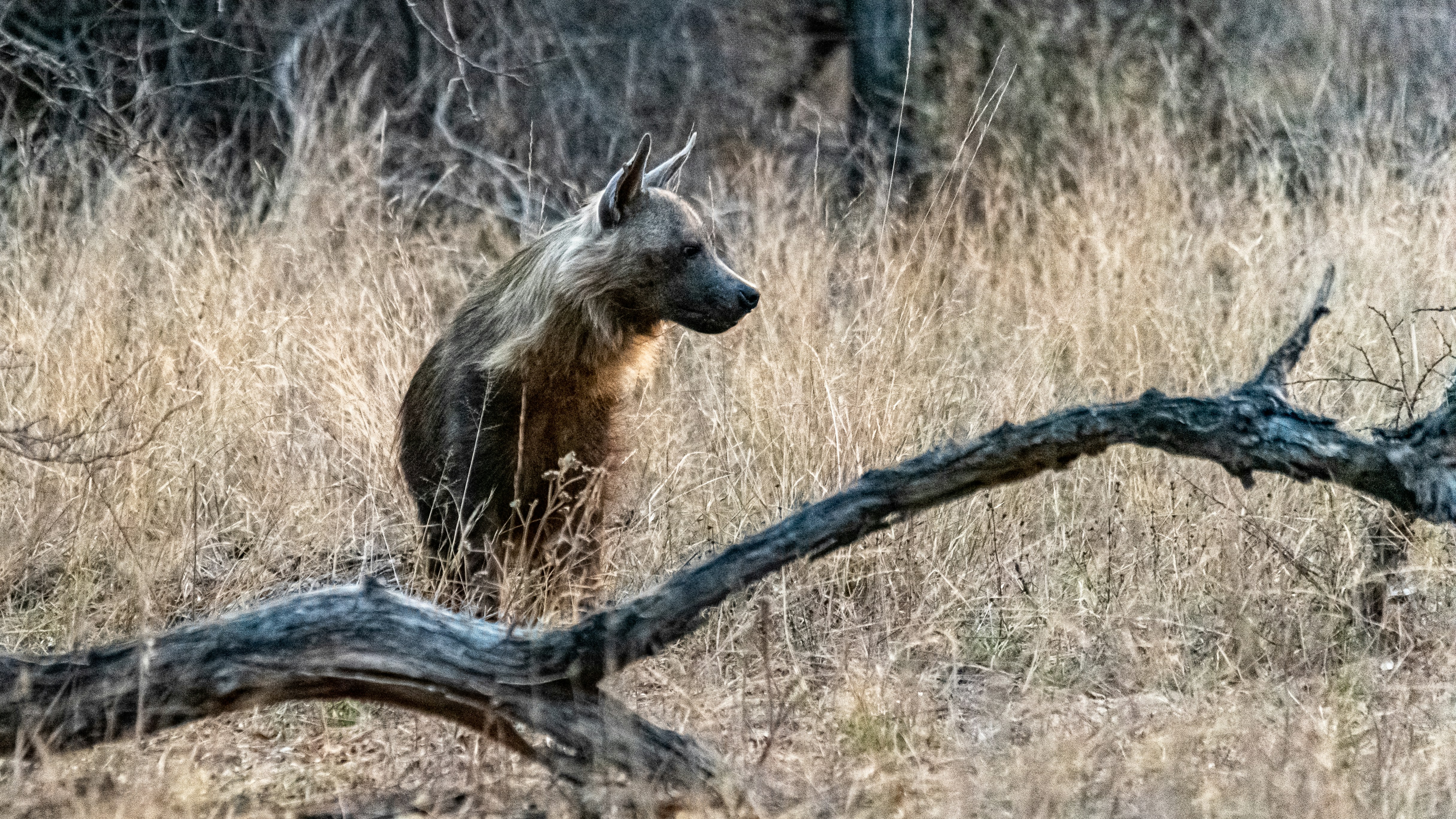 Distant Jackal on a Dry Ridge, Pausing by a Weathered Log