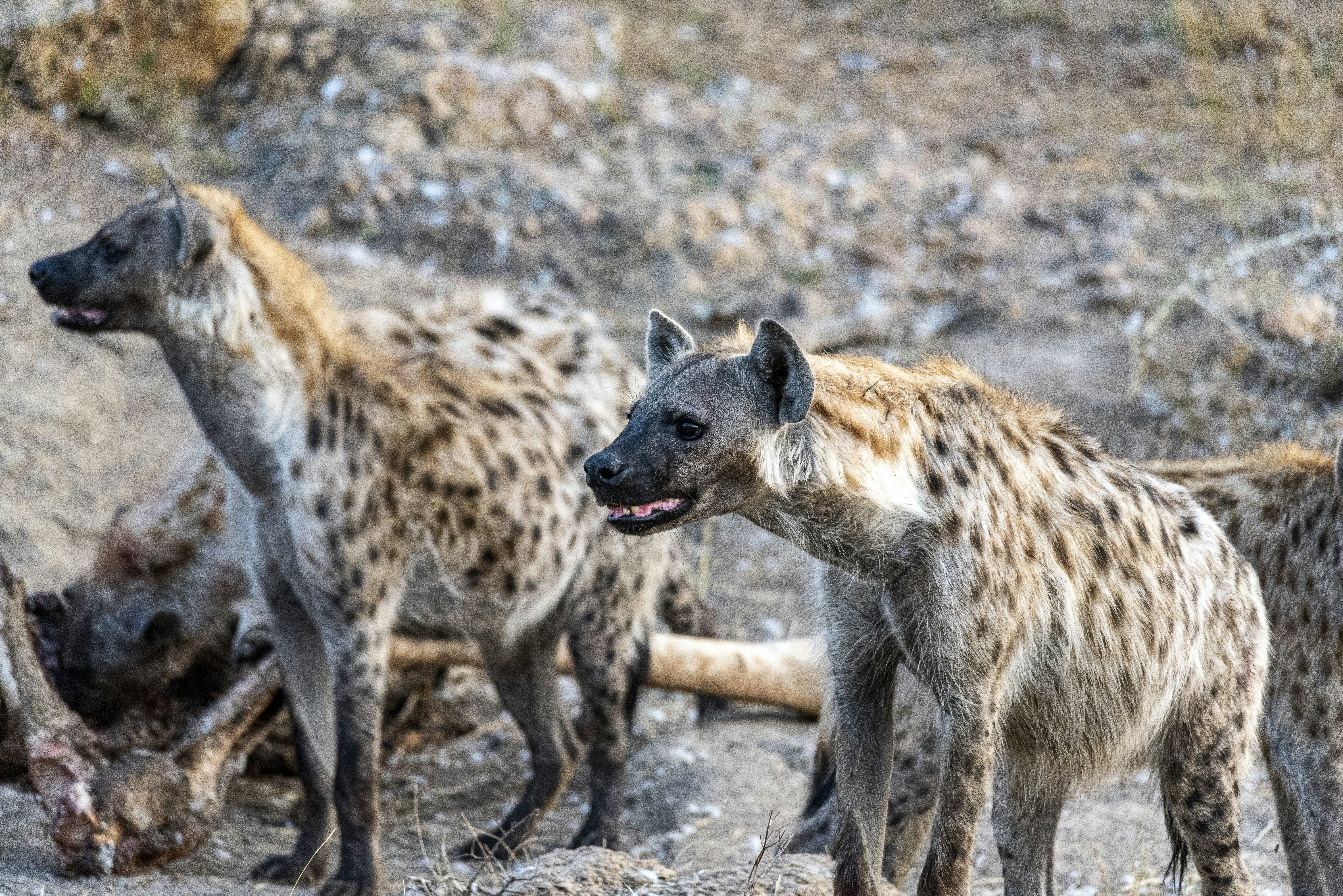 Chronicled Hyenas: A Two-Responder Gaze at the Feed
