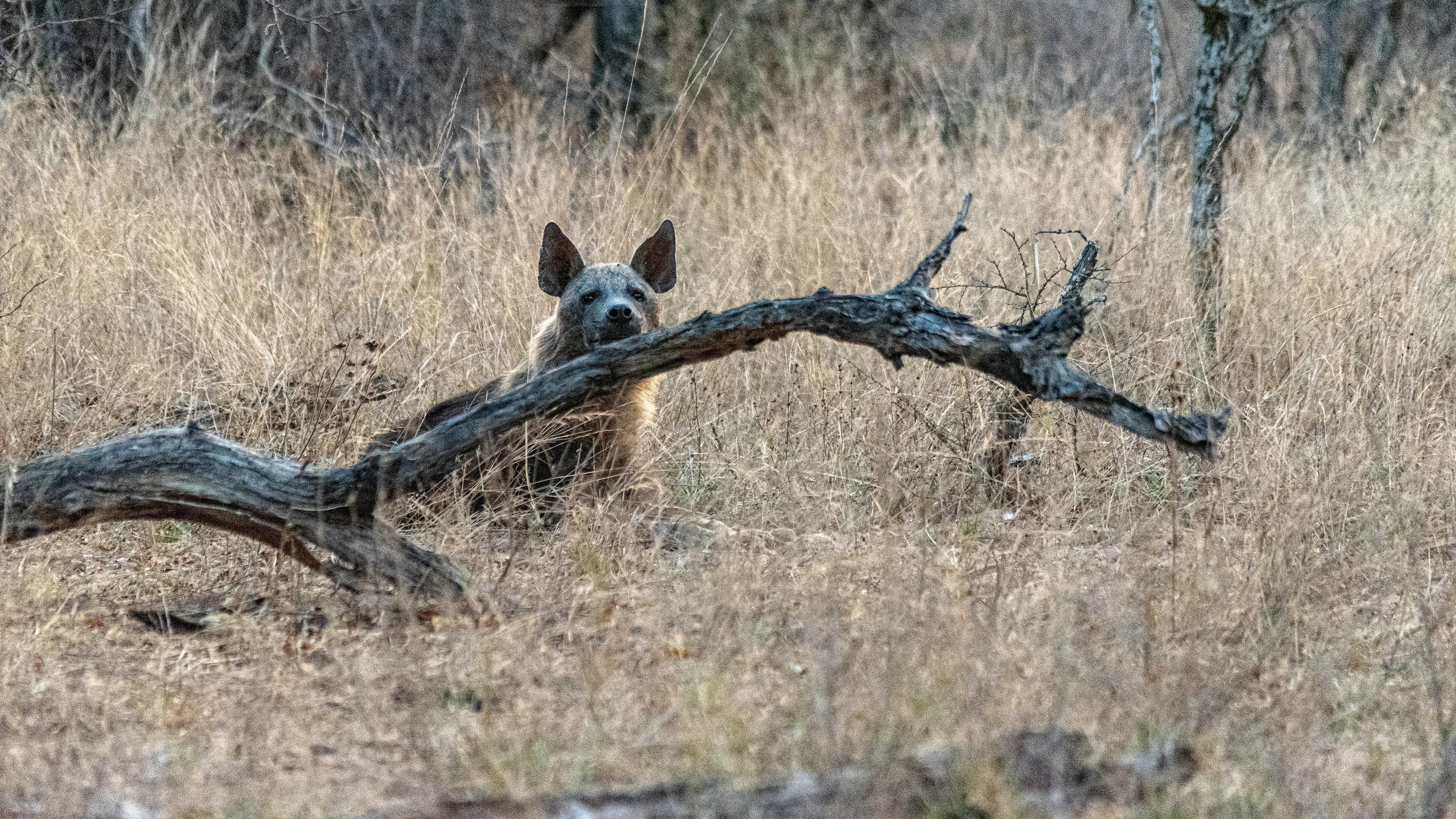 A hyena lying on a fallen tree in a field photo – Free Animal Image on ...