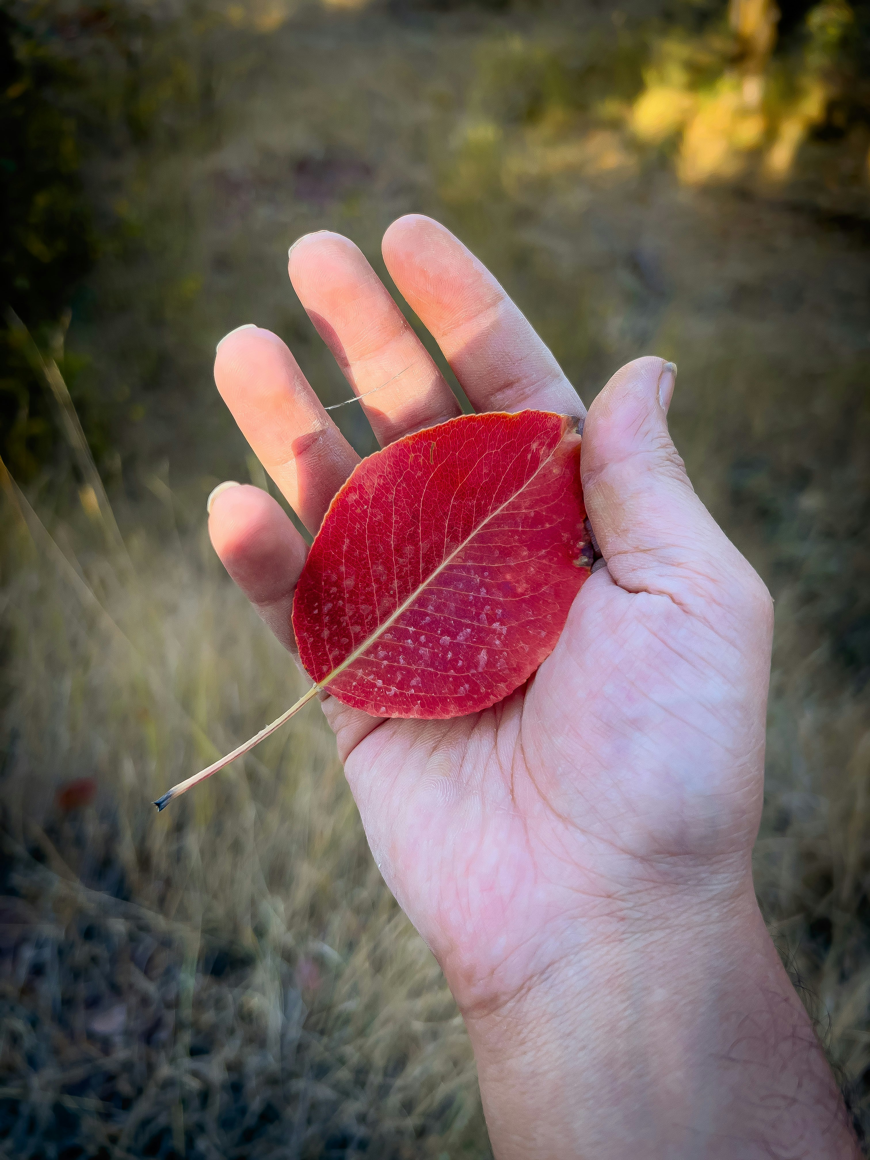 Crimson Leaf in Hand: A Quiet Autumn Close-Up