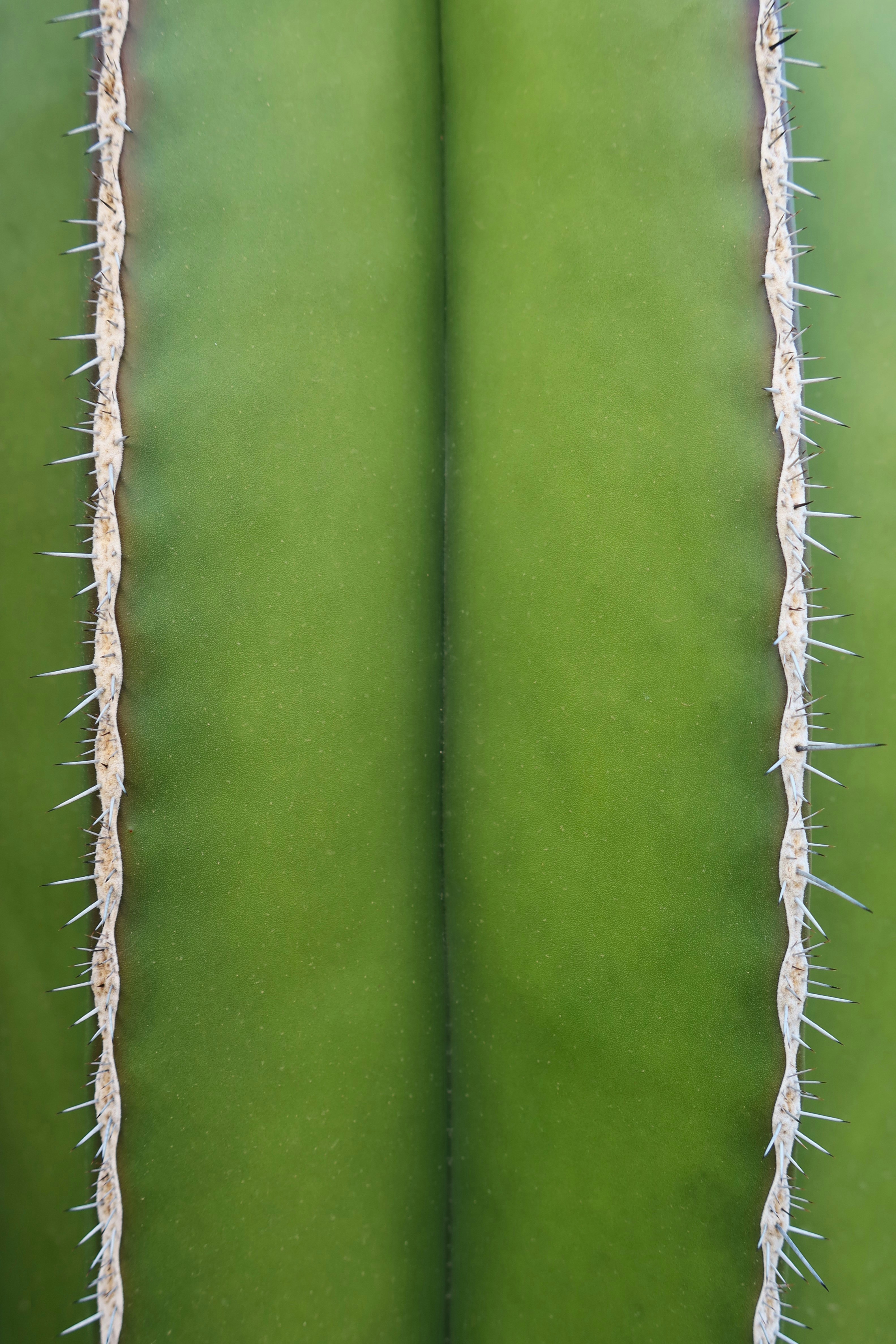 Close-up of a cactus showcasing its vibrant green surface and sharp spines, emphasizing the intricate textures and patterns of the plant.