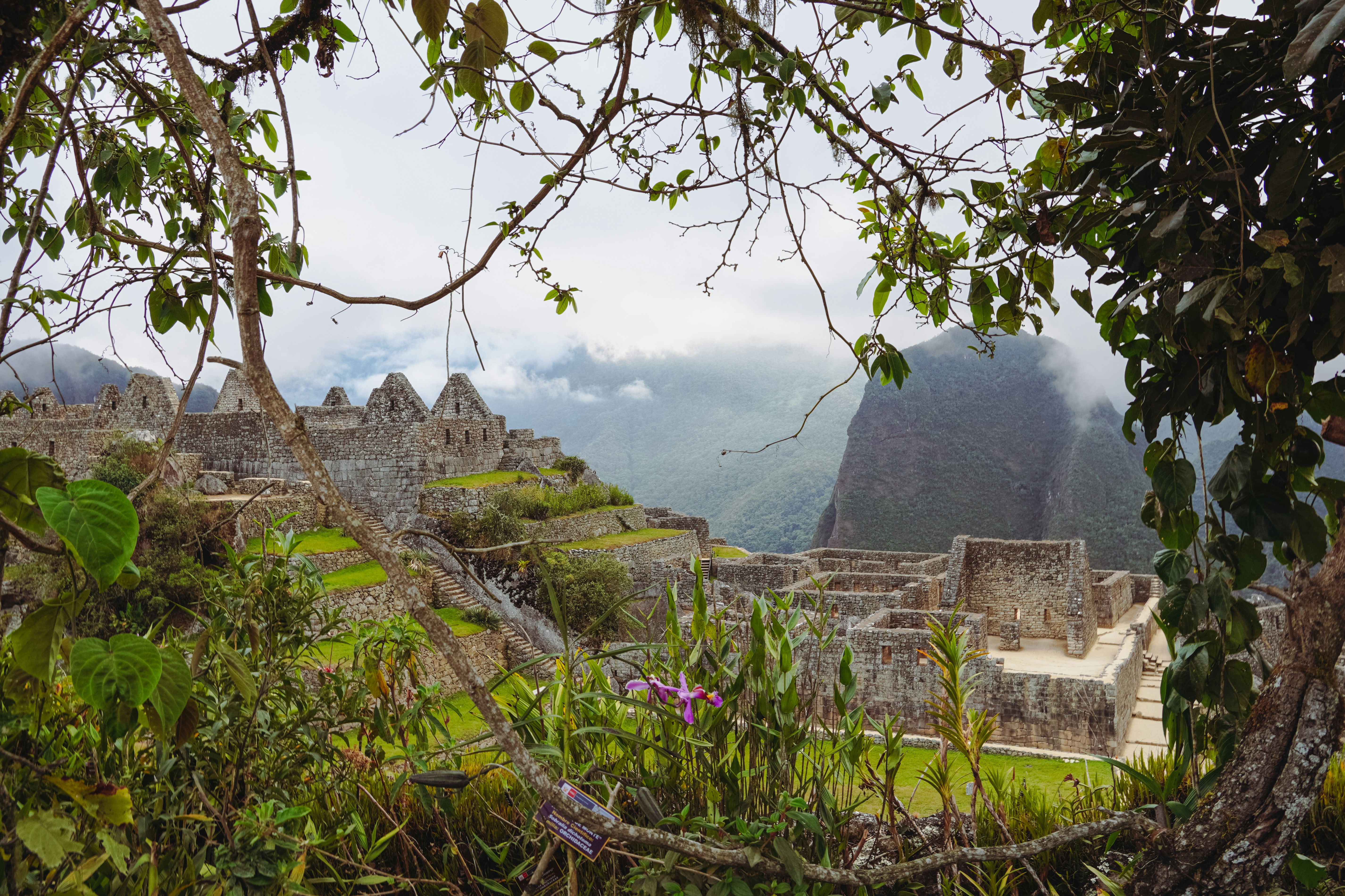 Ruins of Machu Picchu framed by lush vegetation, showcasing the ancient Incan architecture against a misty mountain backdrop.