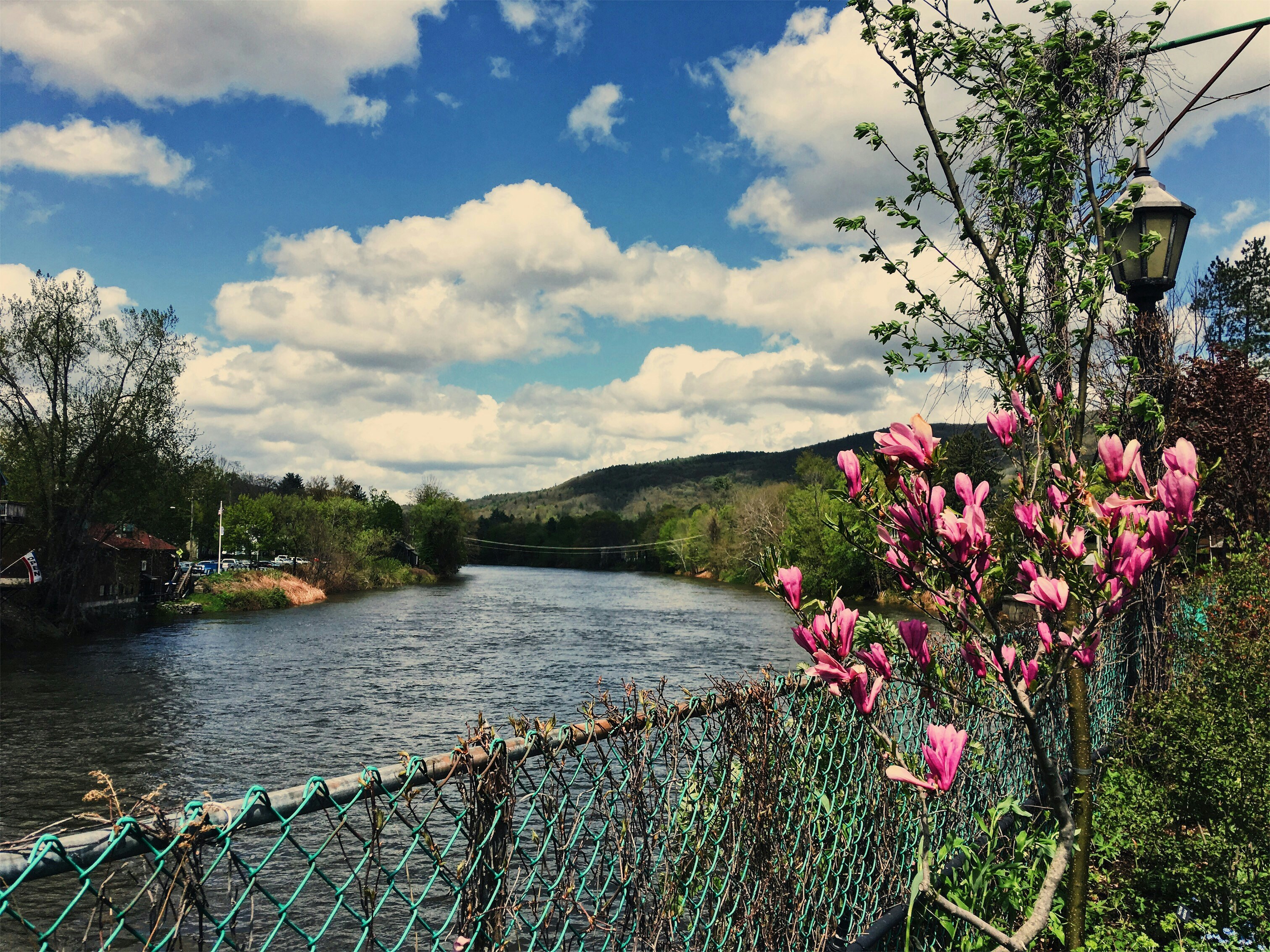 Whispers of Spring by the Riverbank