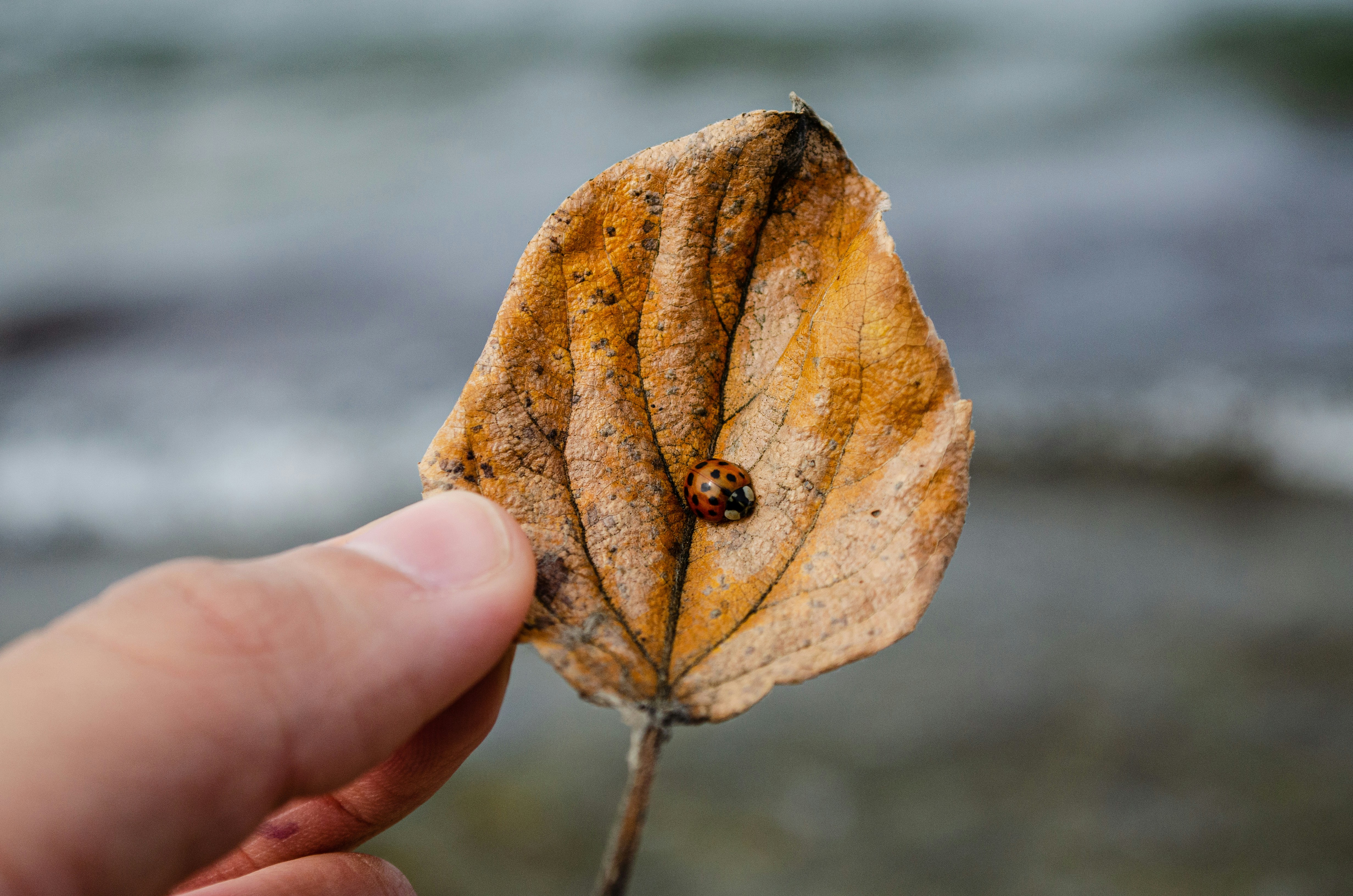 a person holding a moth