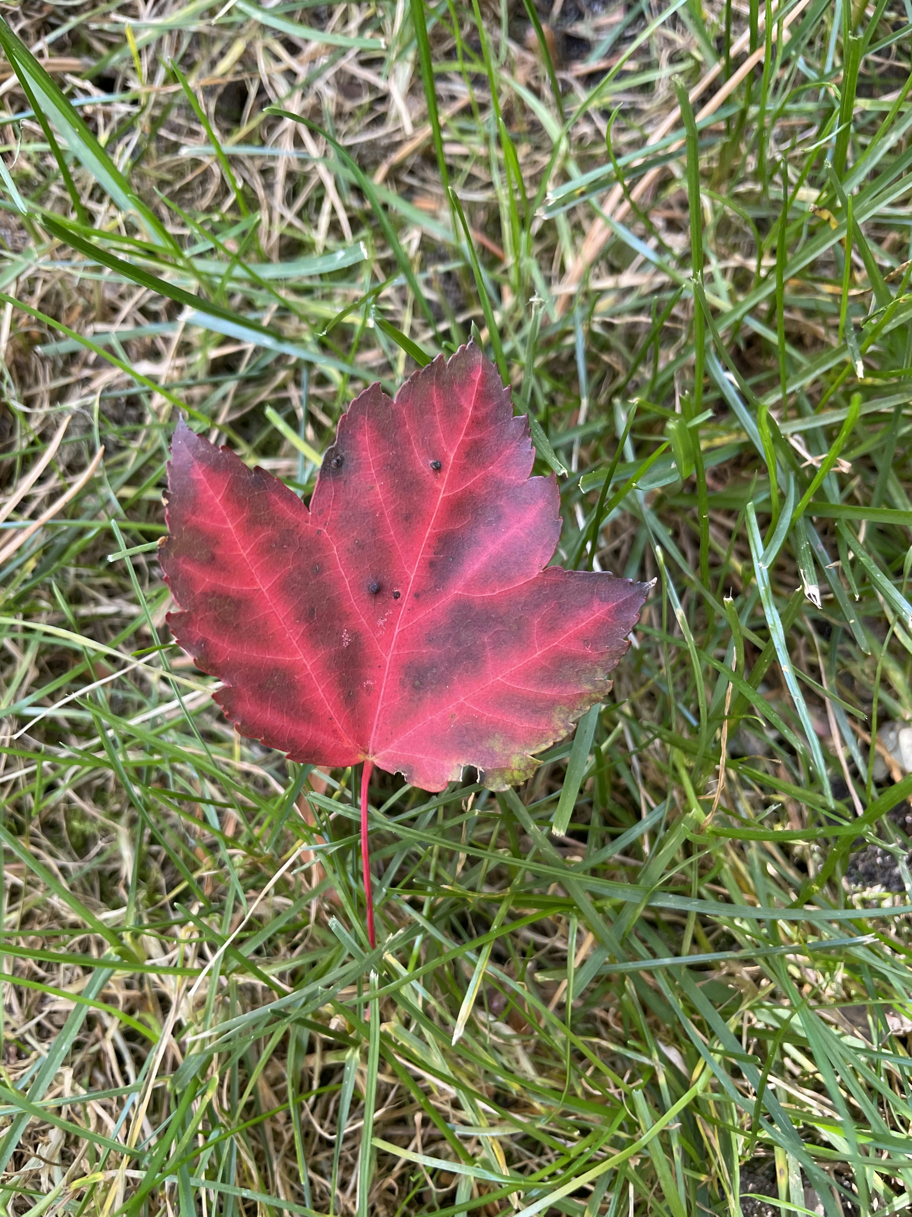 Crimson Maple Leaf Resting in a Sea of Green Grass