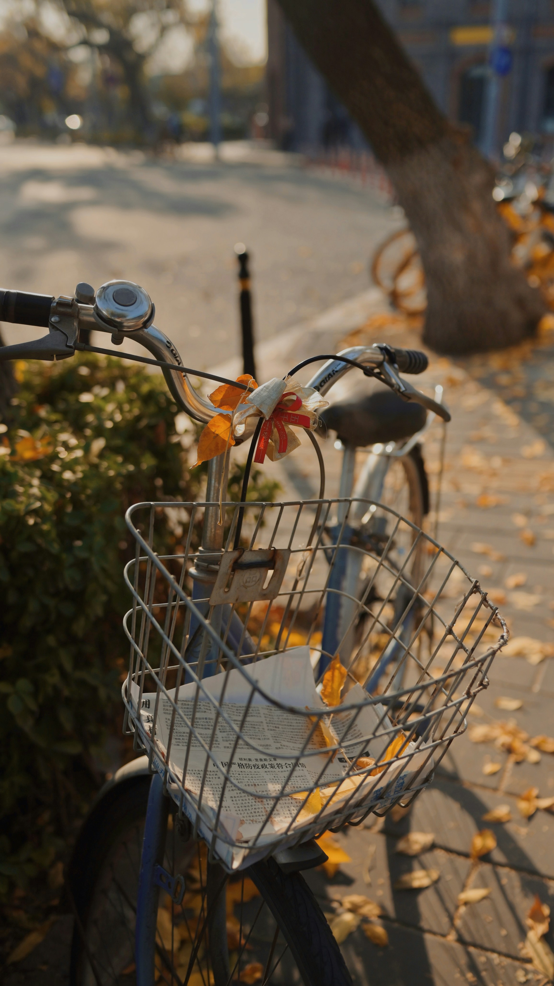 Leaf-Lit City Ride: Front-Basket Portrait in Autumn Glow
