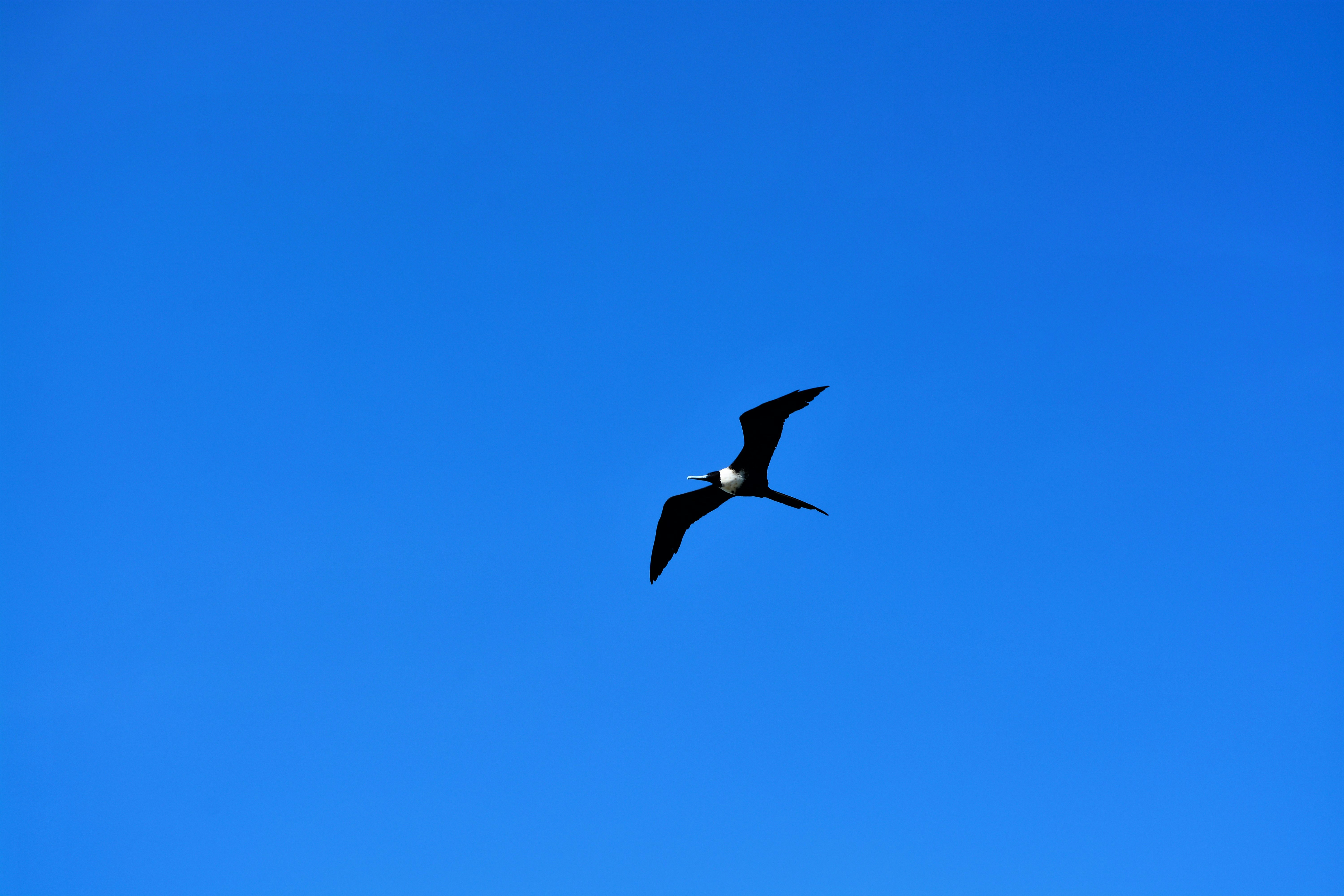 Just flying. 💛 Support my work by following me or donating via PayPal!