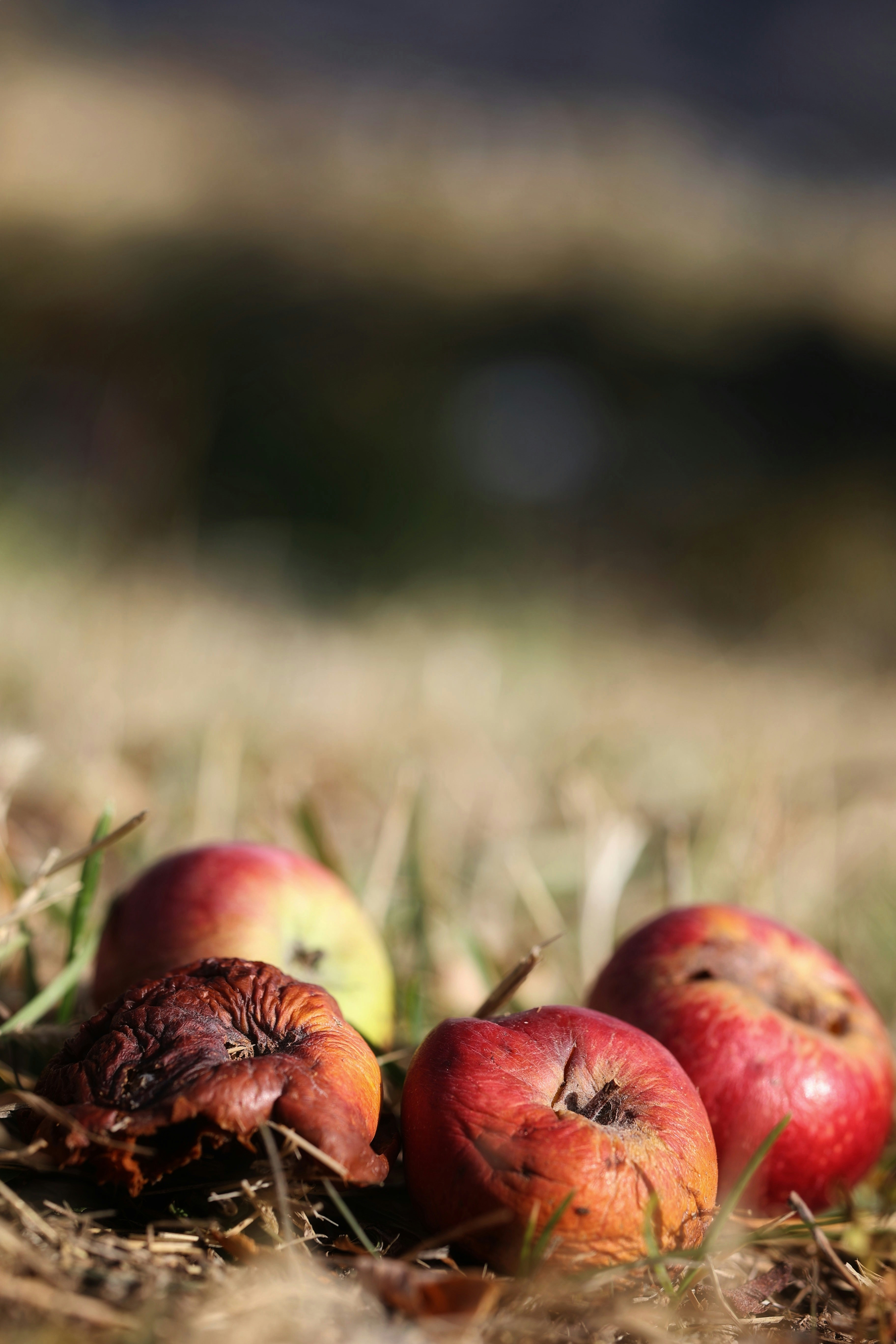 Un groupe de pommes rouges photo – Photo Plante Gratuite sur Unsplash