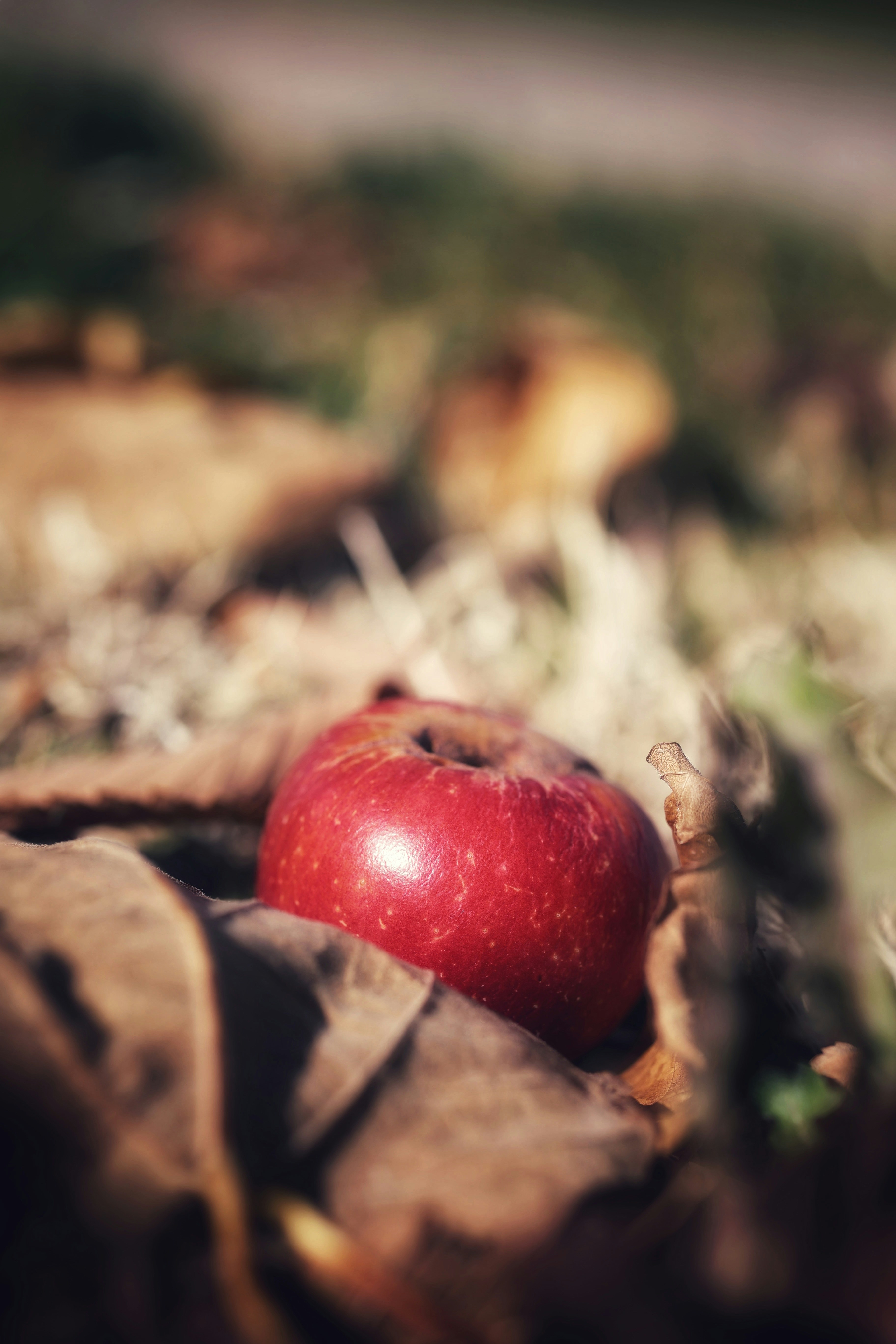 Photo by Joshua Hoehne with Canon EOS R6