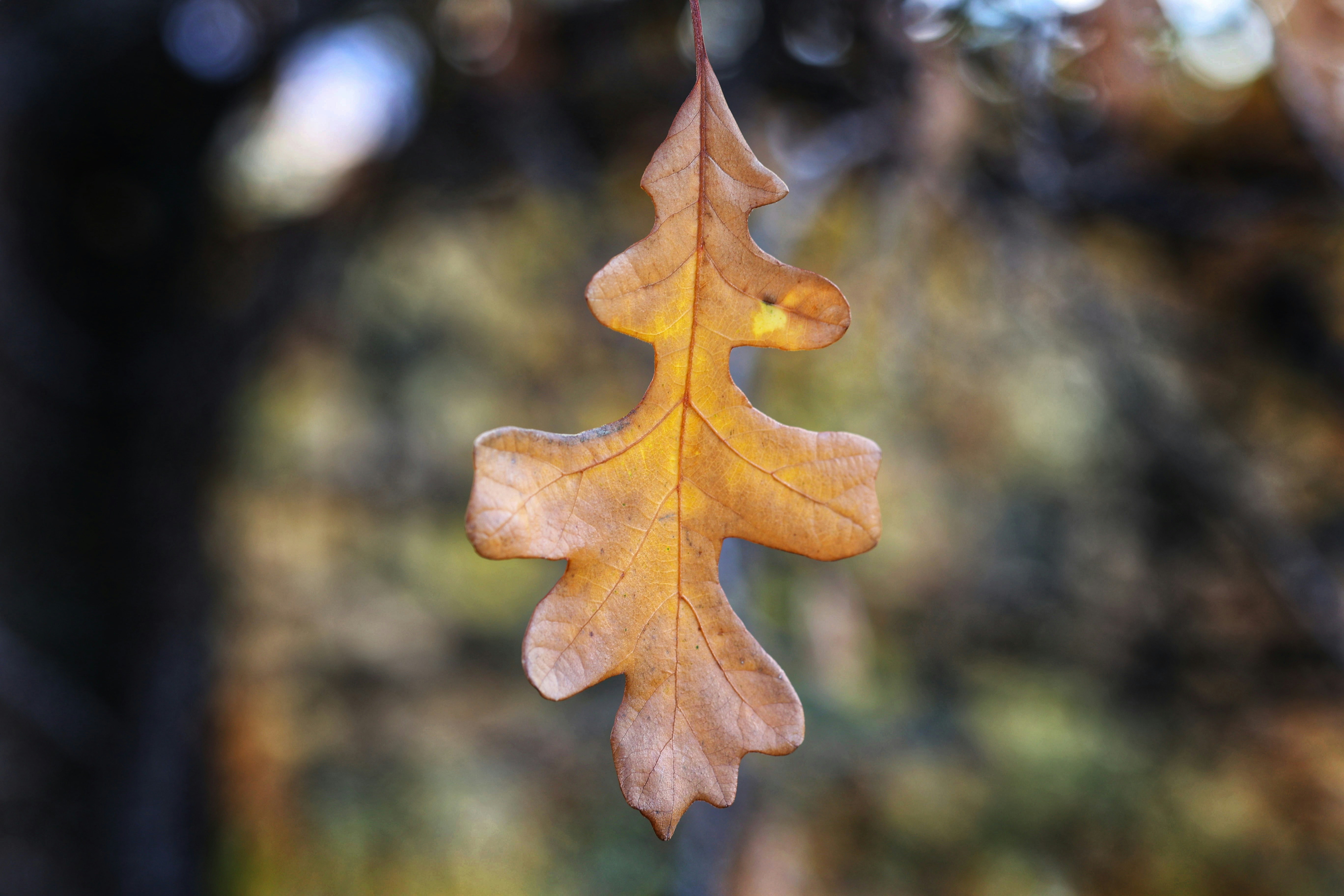 Copper-Edge Oak Leaf in Focus Against Velvet Autumn Bokeh