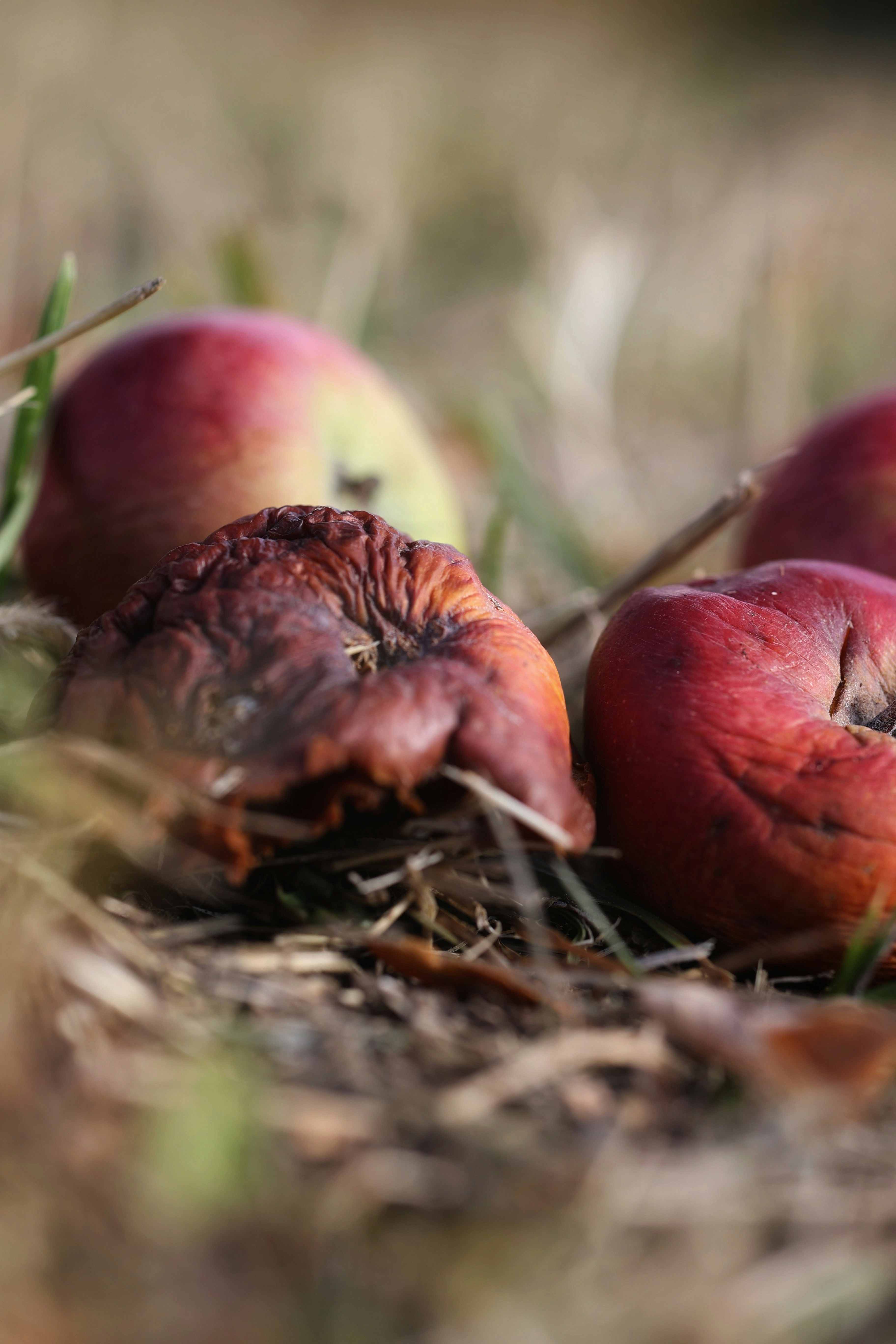 Fallen Orchard: Decay and Red Apple Remnants on the Ground
