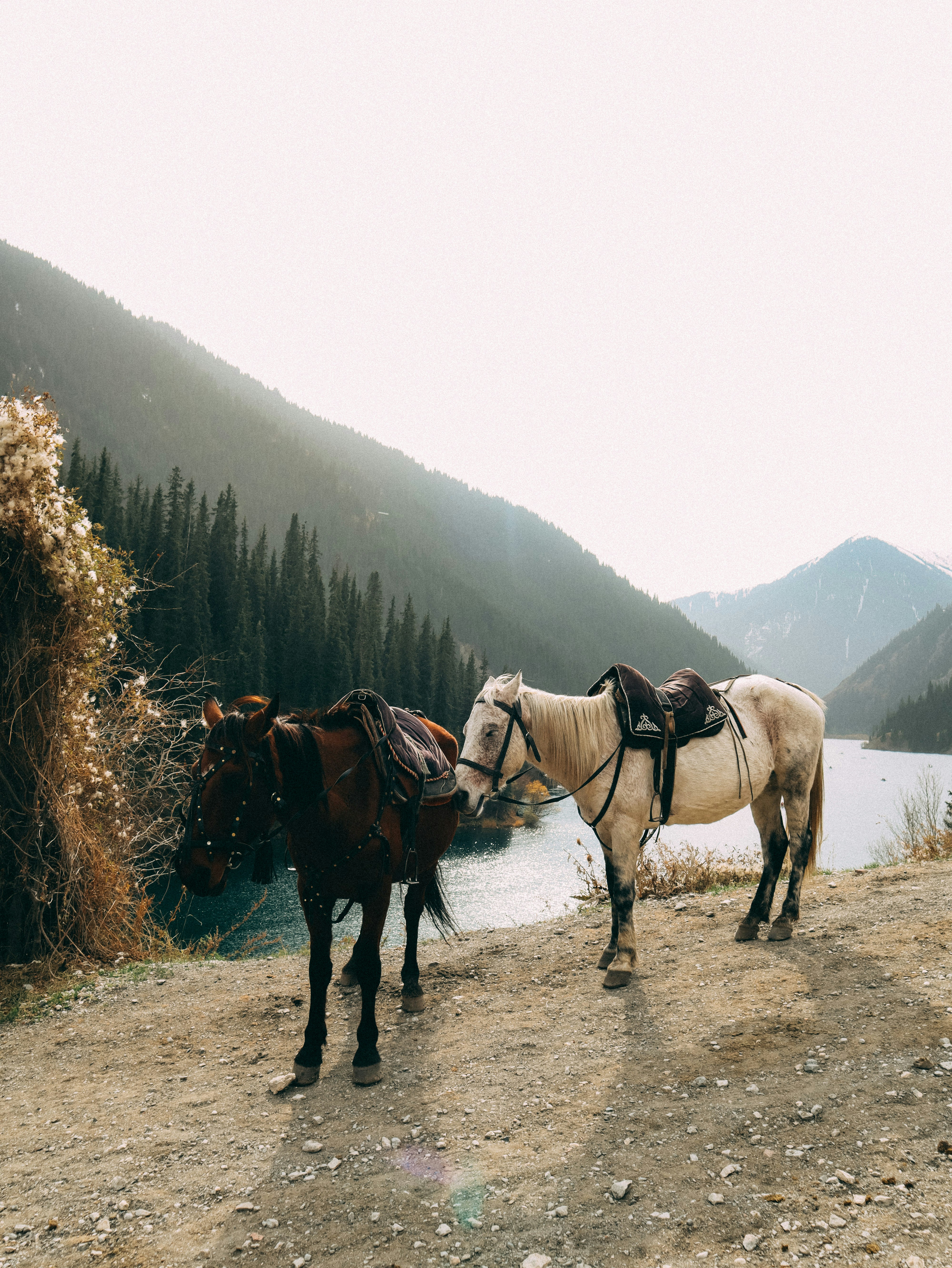 Foto Caballos con sillas de montar en un camino de tierra – Imagen ...