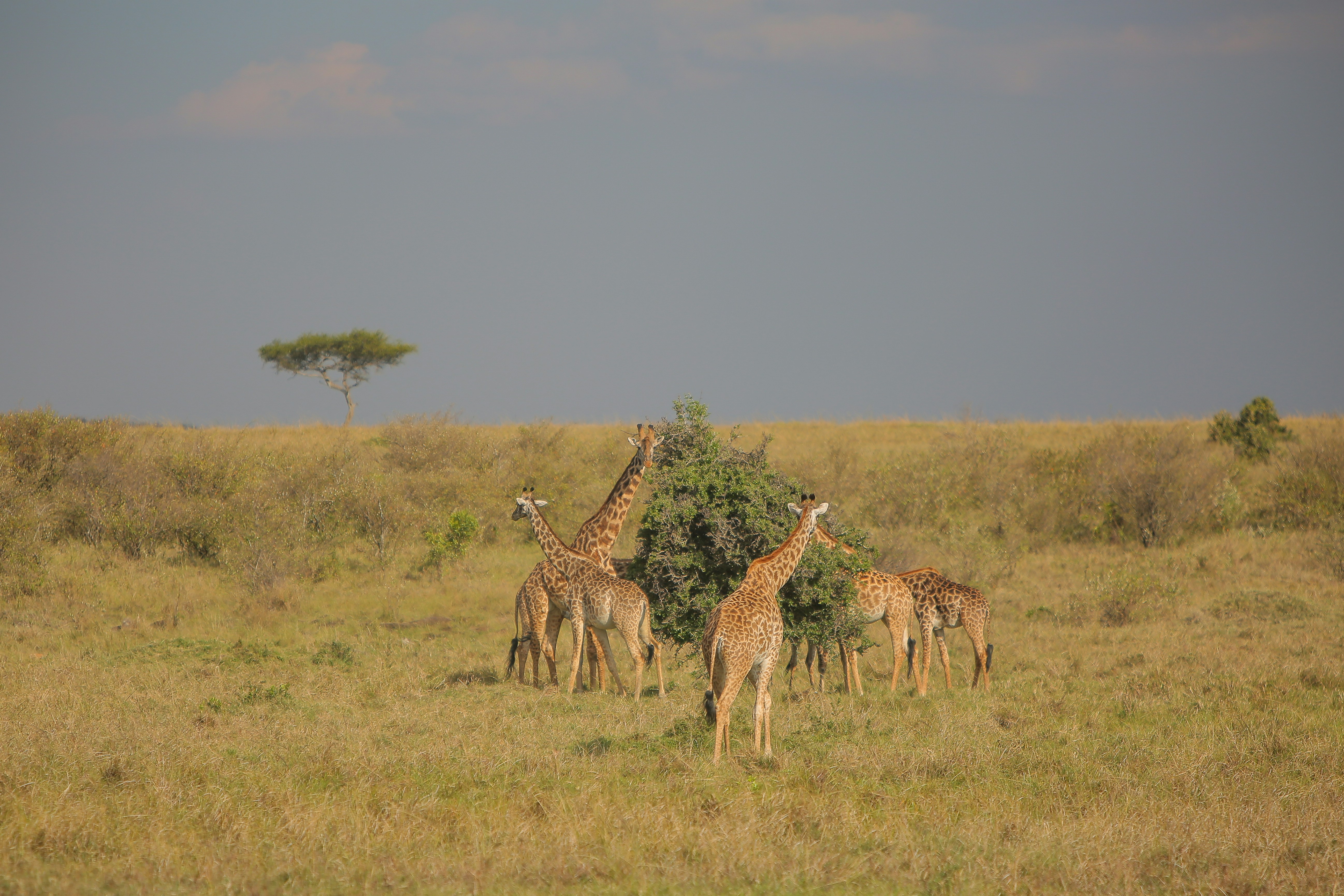 A group of giraffes in a grassland photo – Free Animal Image on Unsplash