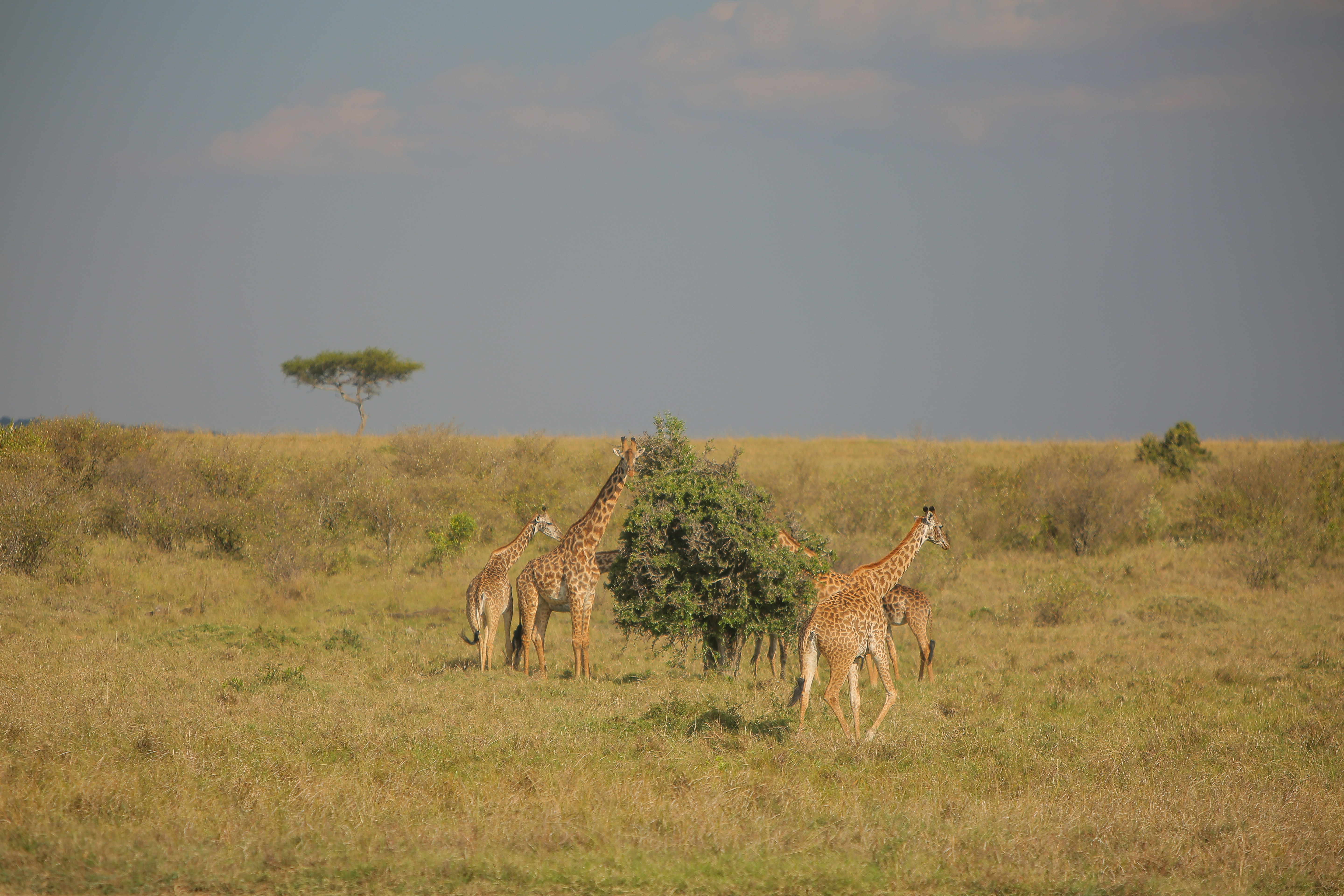 Giraffes in Golden Savannah: A Quiet Herd at Dusk