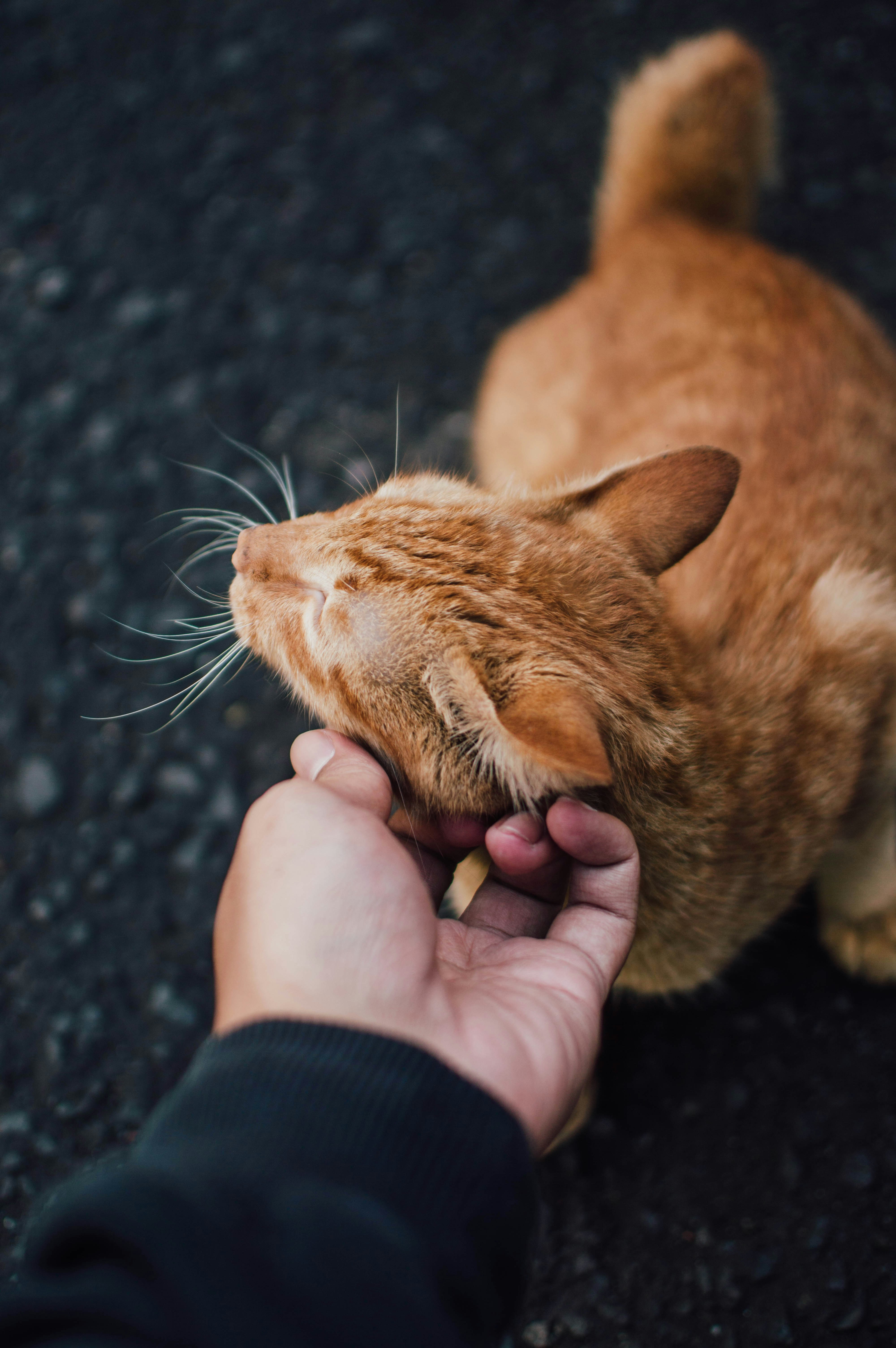 Gentle Contact: A Warm Moment Between Hand and Ginger Cat