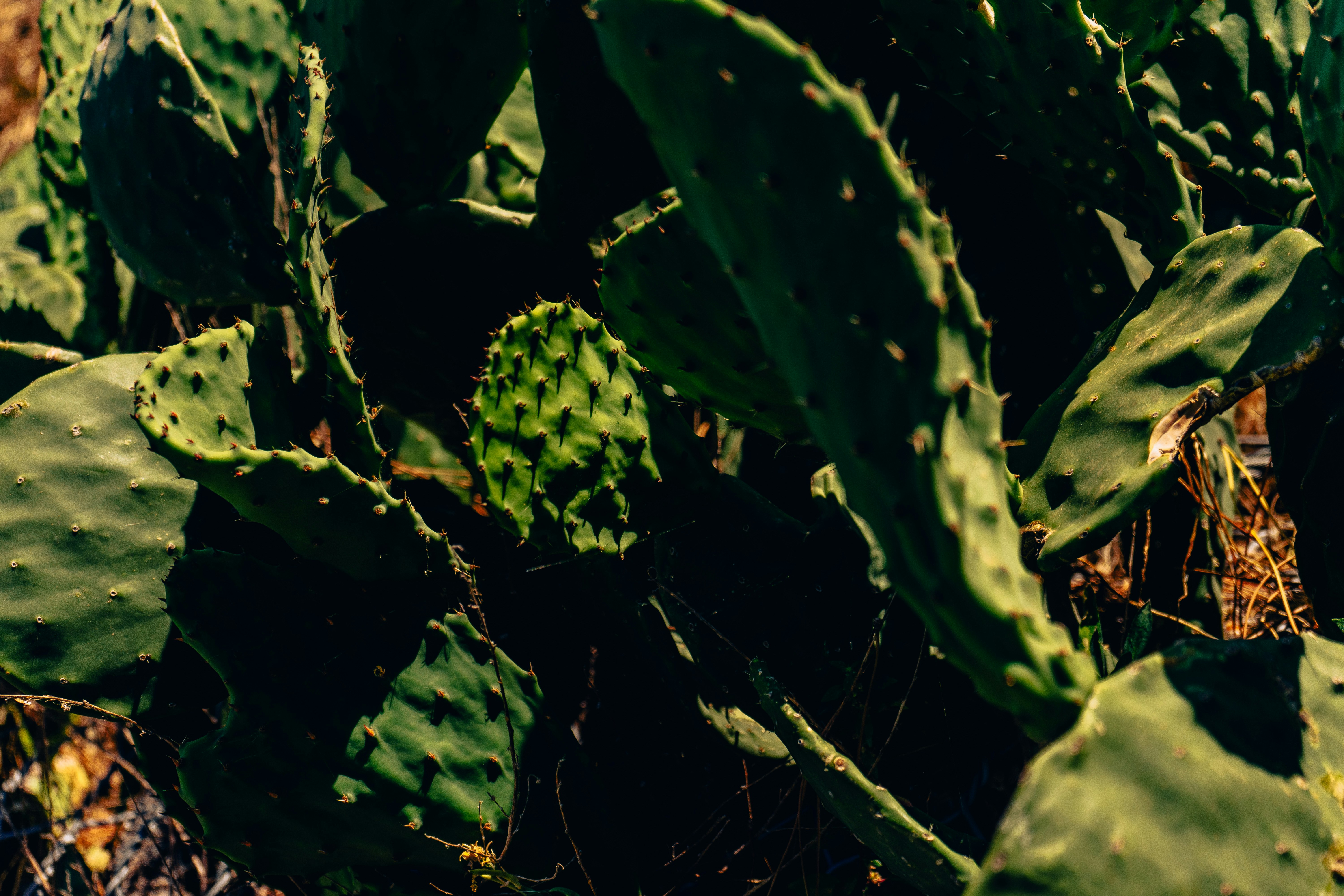 a group of green leaves