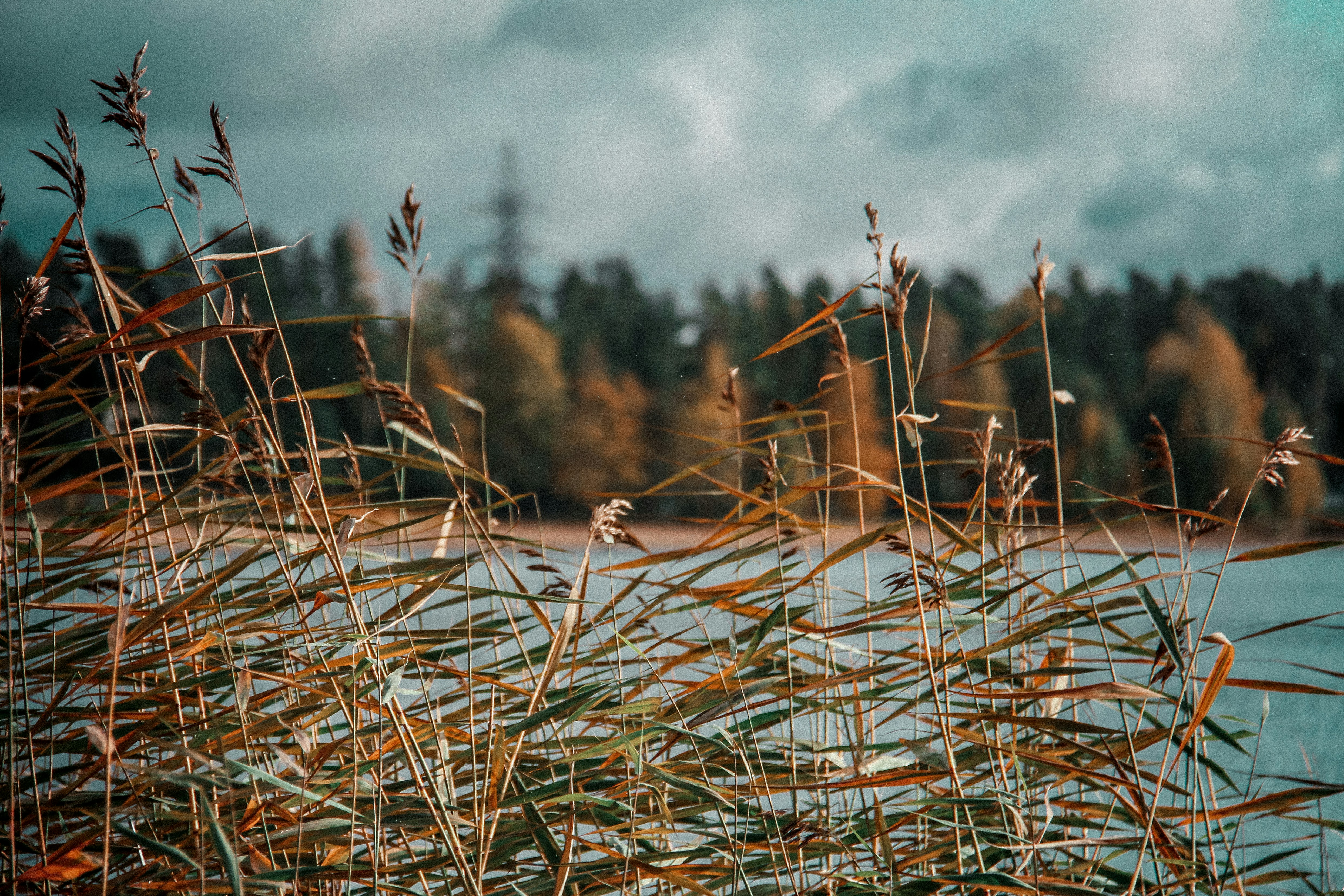 Tall grasses sway gently in the foreground, framing a tranquil lakeside scene with autumn foliage in the background. The moody sky adds depth to the serene atmosphere.