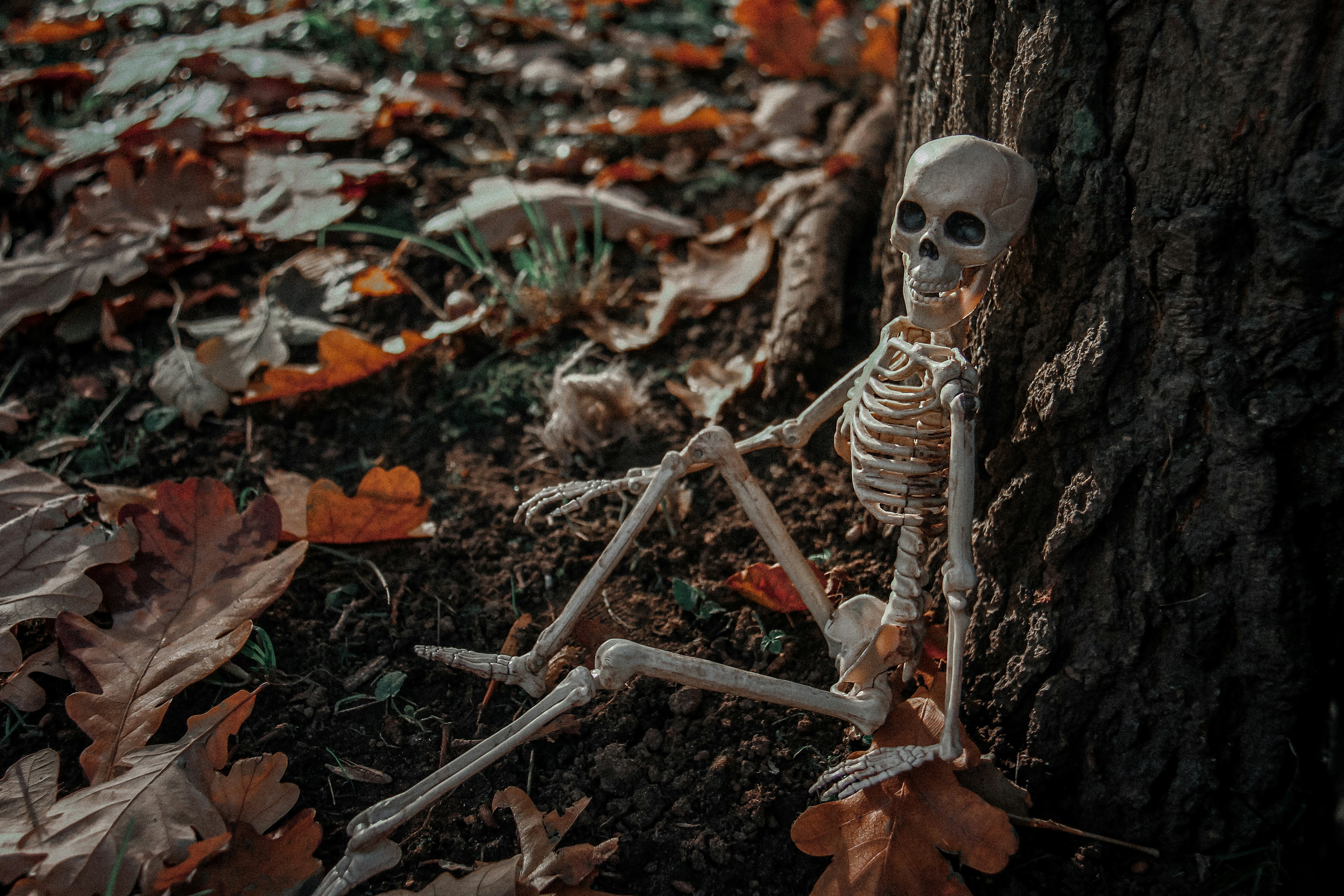 A skeleton on a tree photo – Free Skeleton Image on Unsplash