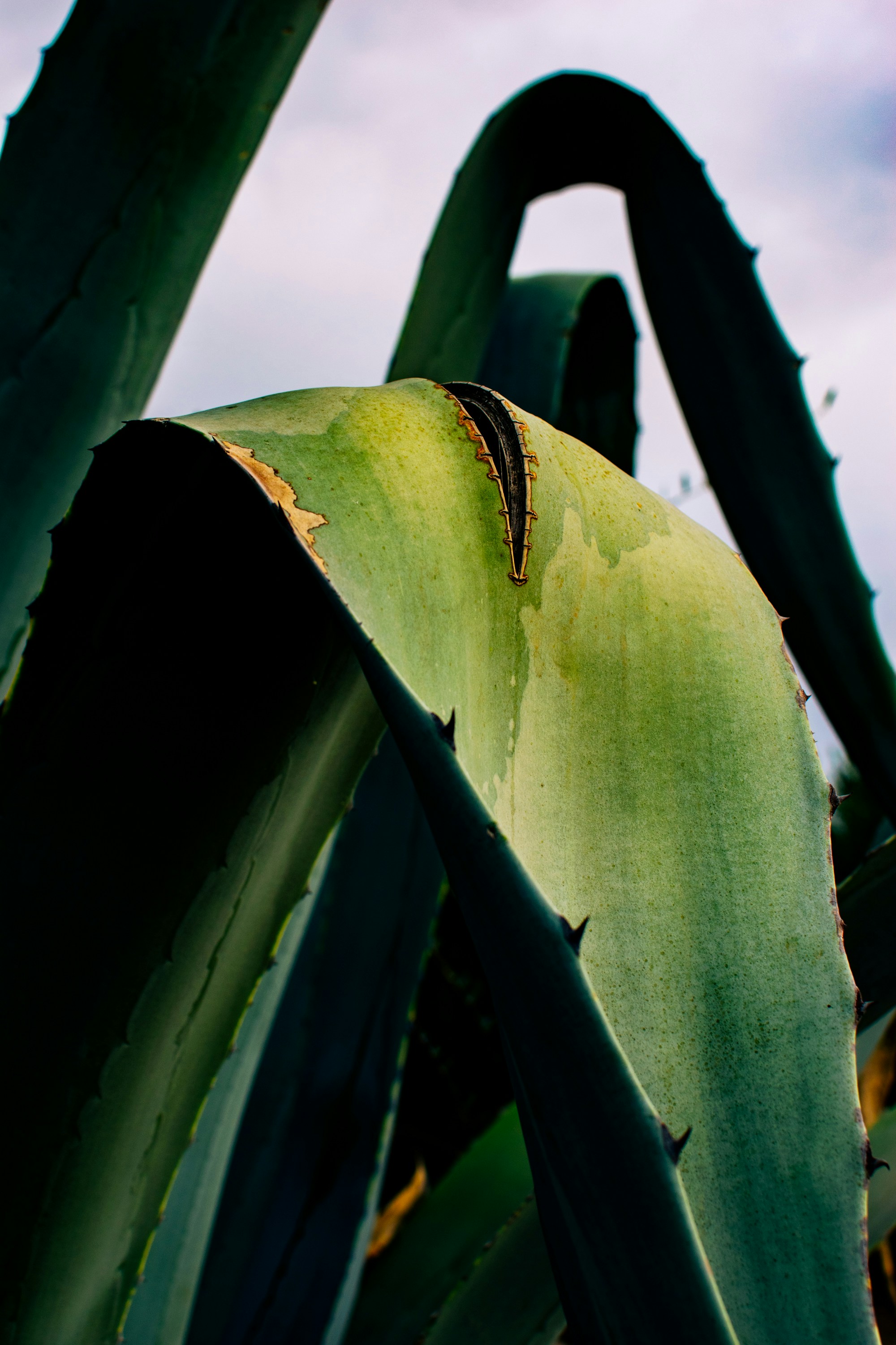 Gros plan d’une plante photo – Photo Espagne Gratuite sur Unsplash