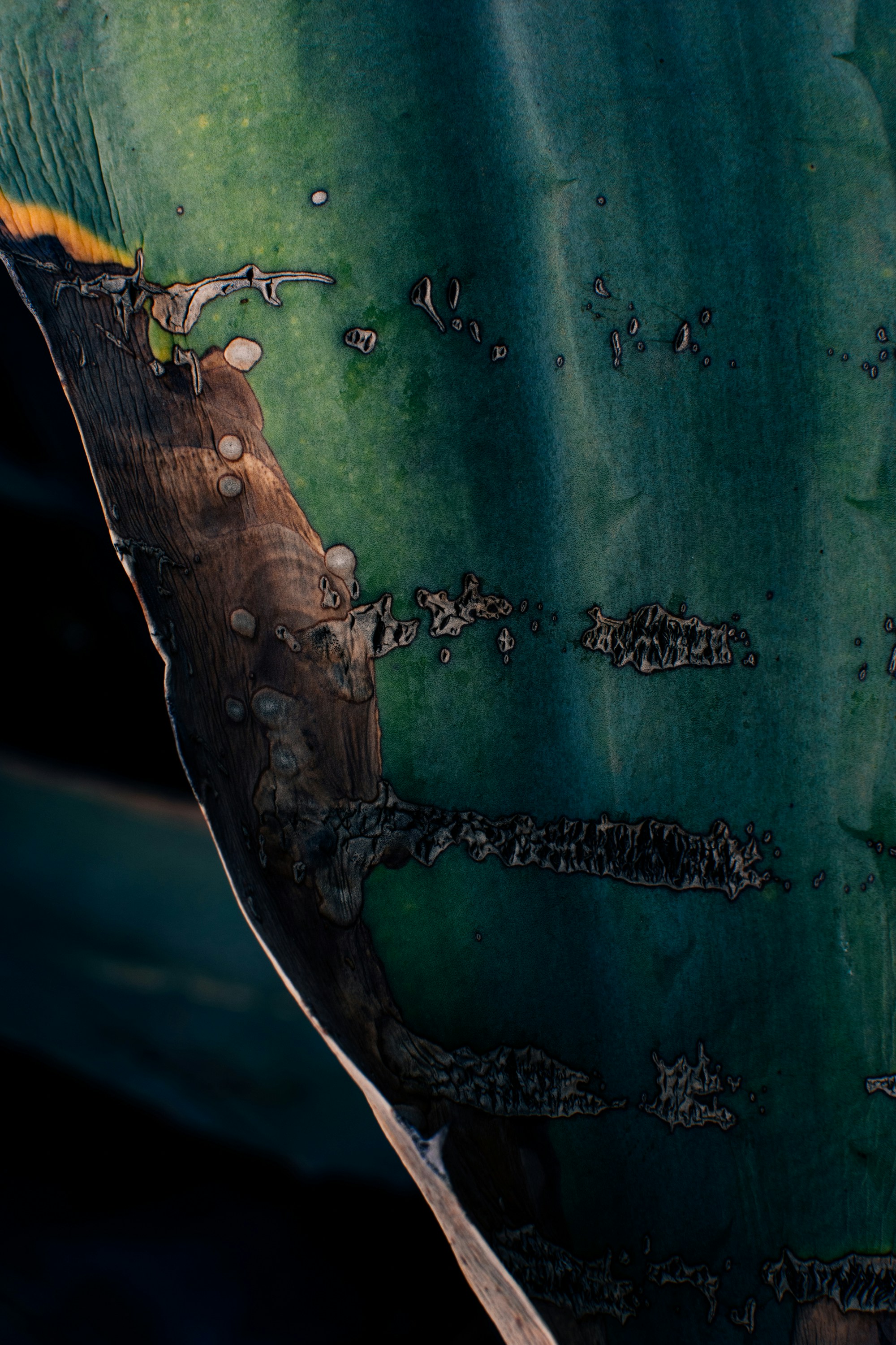 Weathered Green Surface: Textured Peeling Bark and Hidden Light